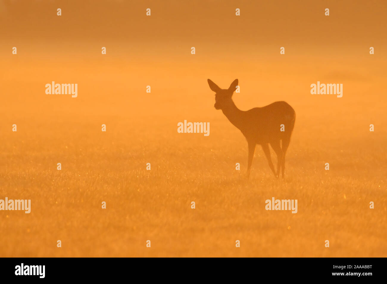 Rehe hi-res stock photography and images - Alamy