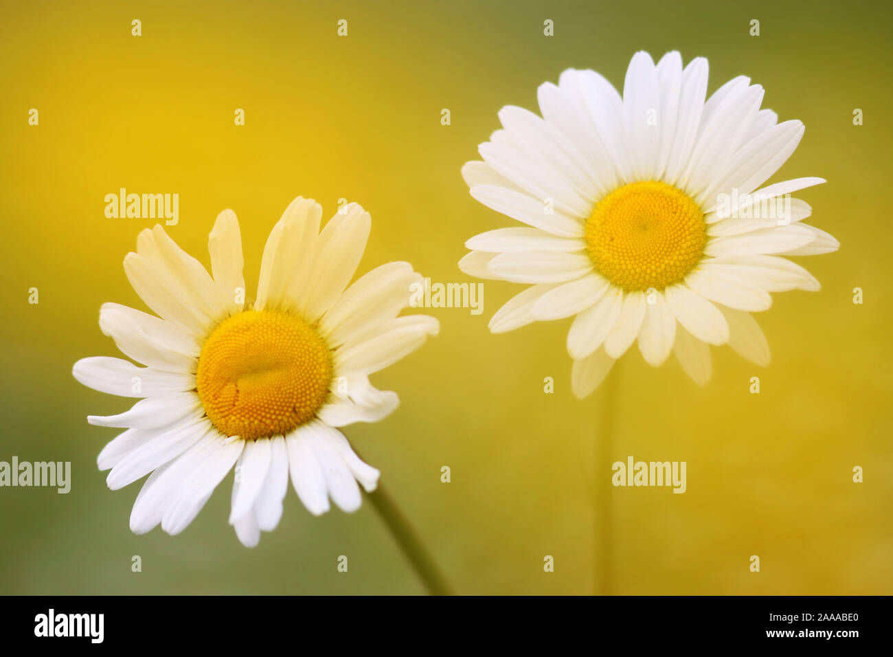 Margerite bluten hi-res stock photography and images - Alamy