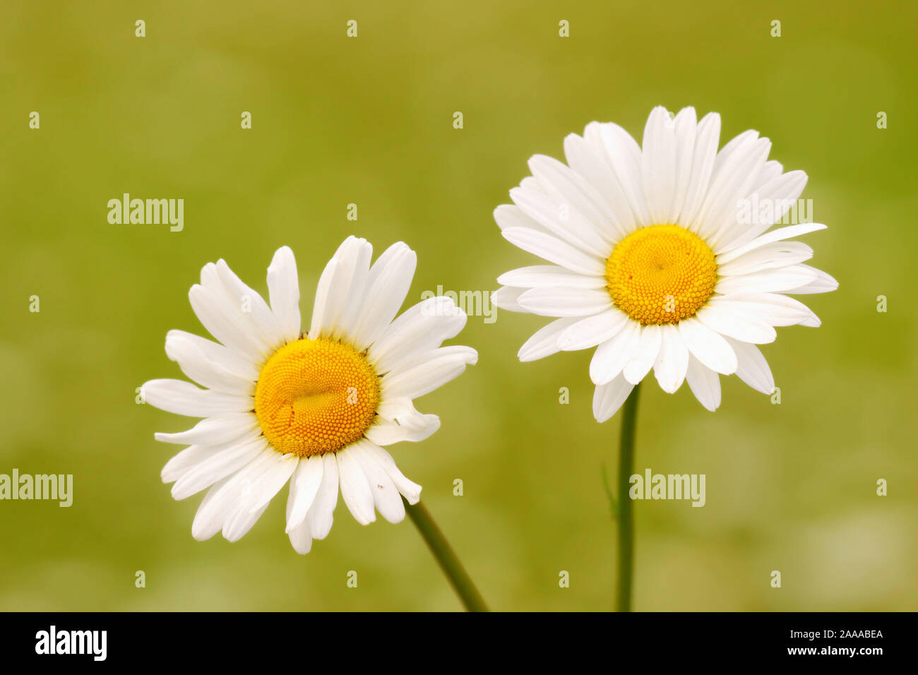 Margerite am Wegrand Stock Photo - Alamy