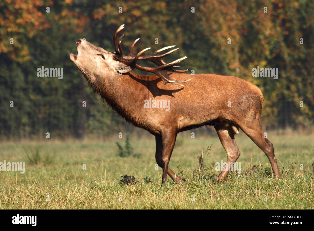 Hirsch im nebel hi-res stock photography and images - Alamy