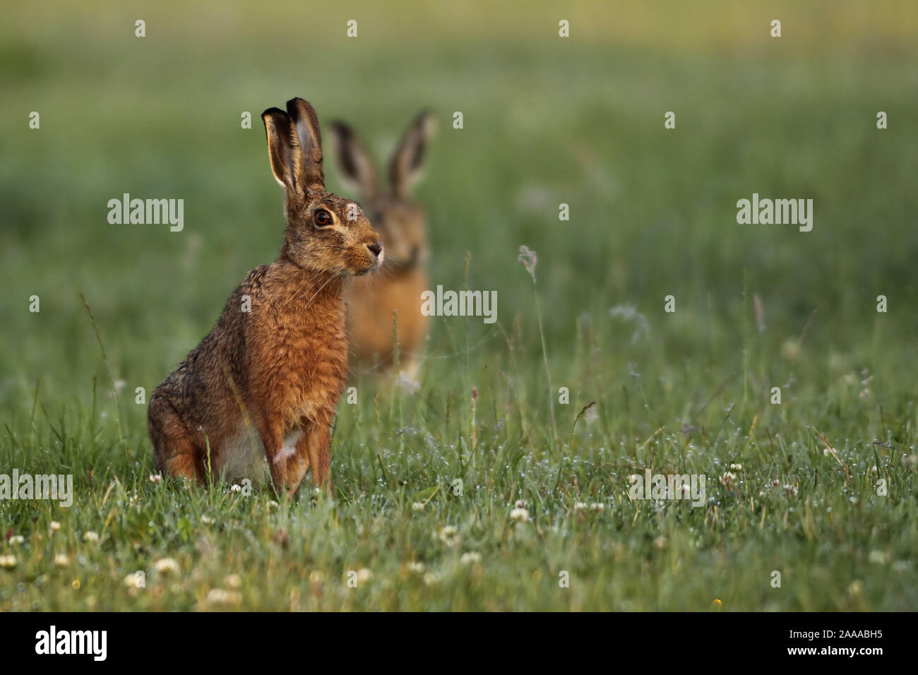 Am hasen hi-res stock photography and images - Alamy