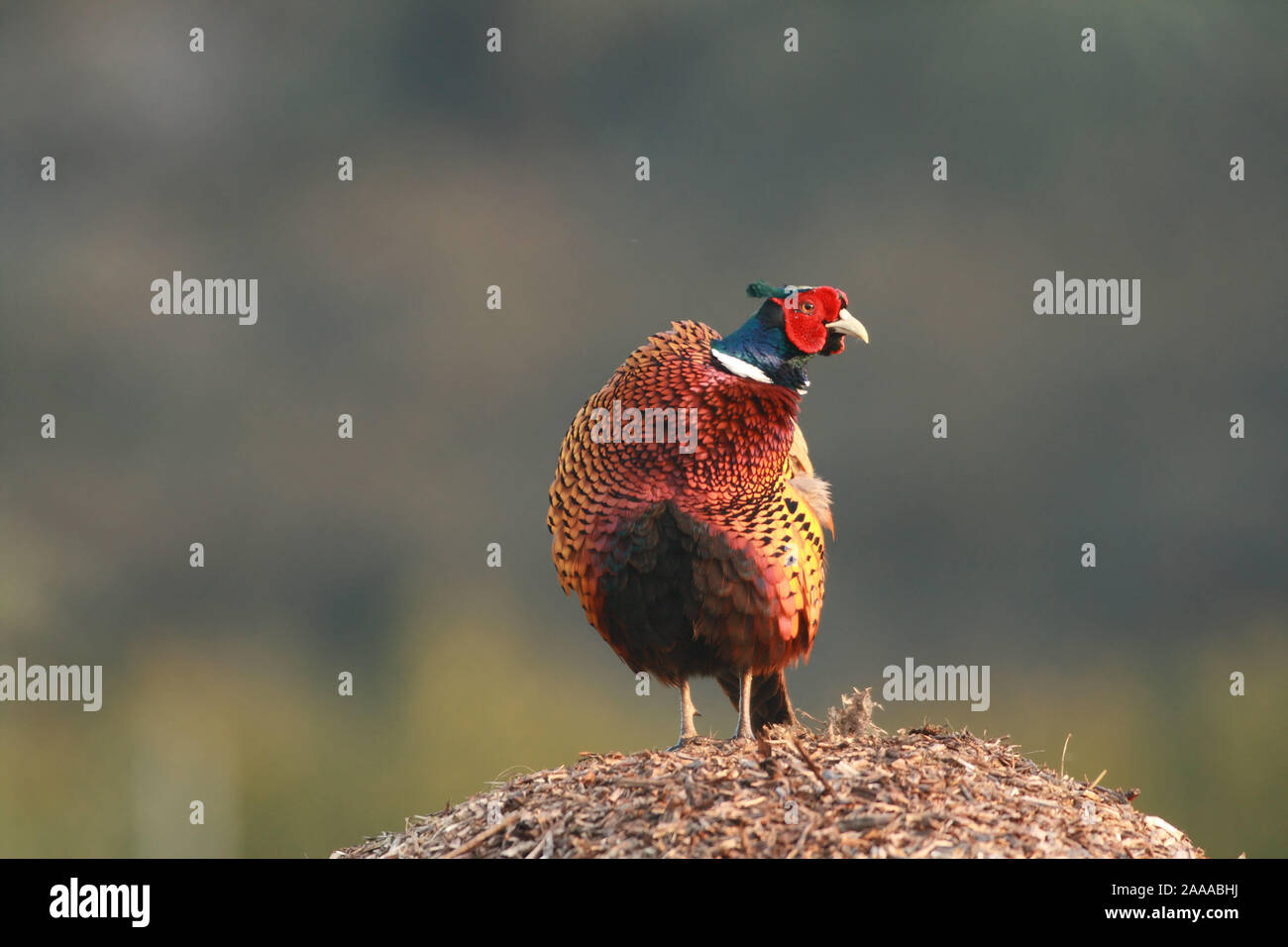 Phaseant hi-res stock photography and images - Alamy