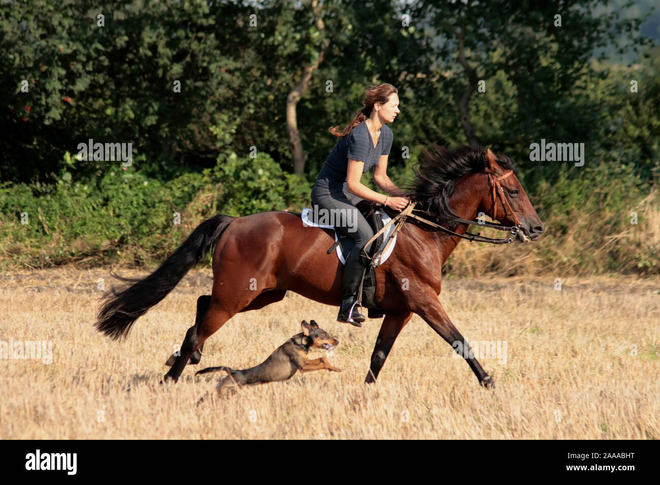 Reiterin hi-res stock photography and images - Alamy