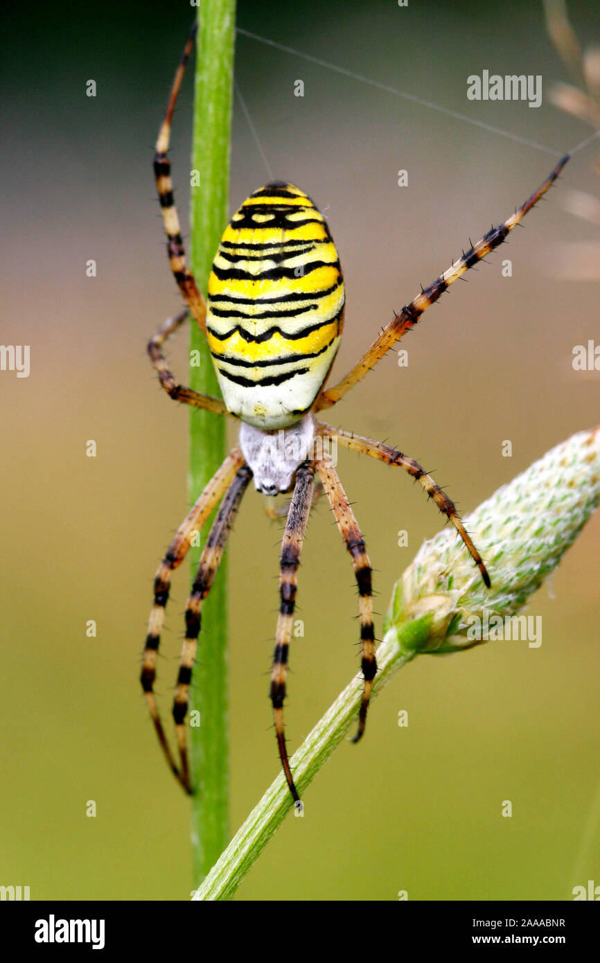 Zebraspinne - Wespenspinne Stock Photo - Alamy