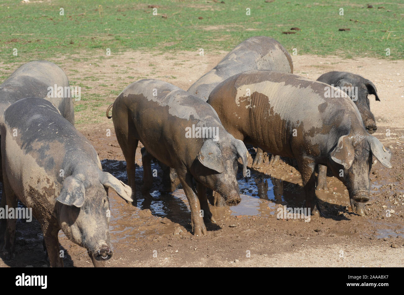 Domestic pigs in a wallow in Azuel (Cordoba province, Southern Spain ...