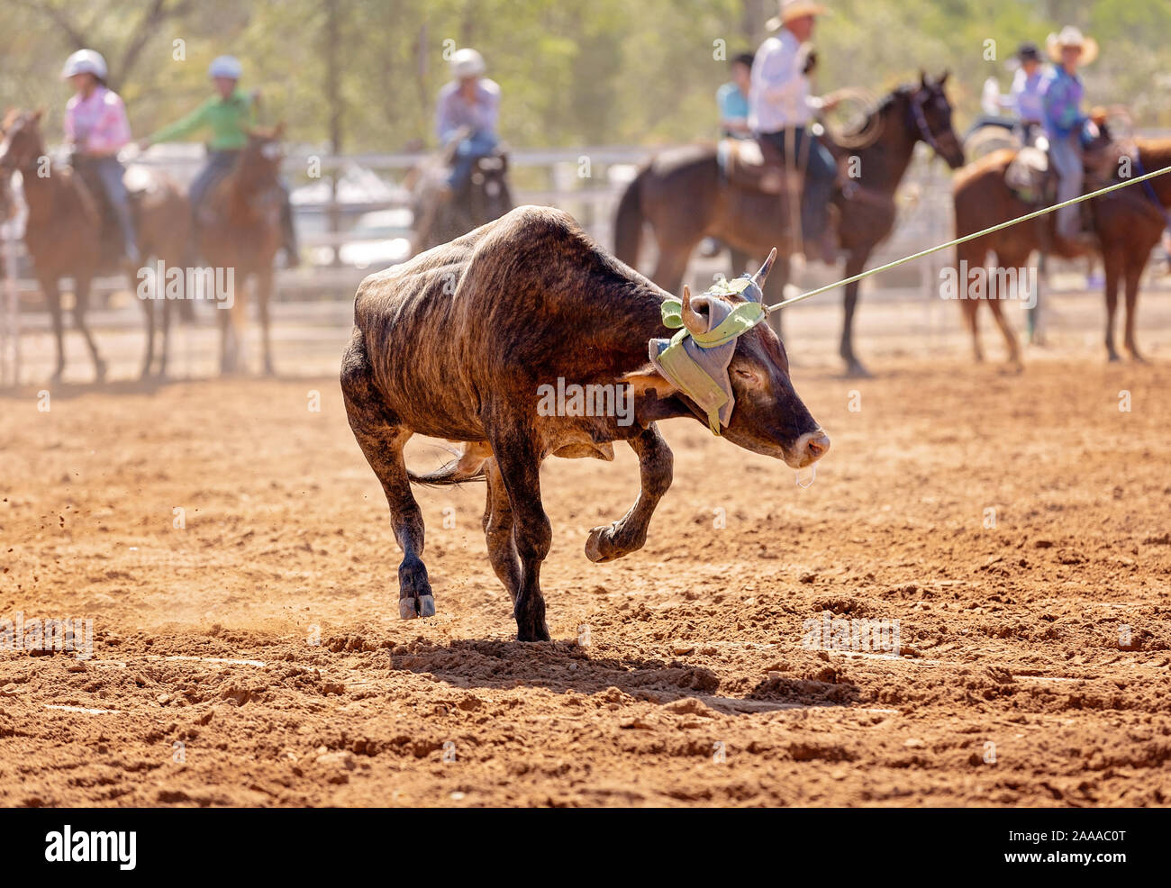 Calf being lassoed in a team calf roping event by cowboys at a country ...