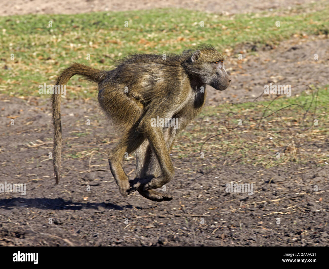 Africa running hi-res stock photography and images - Alamy