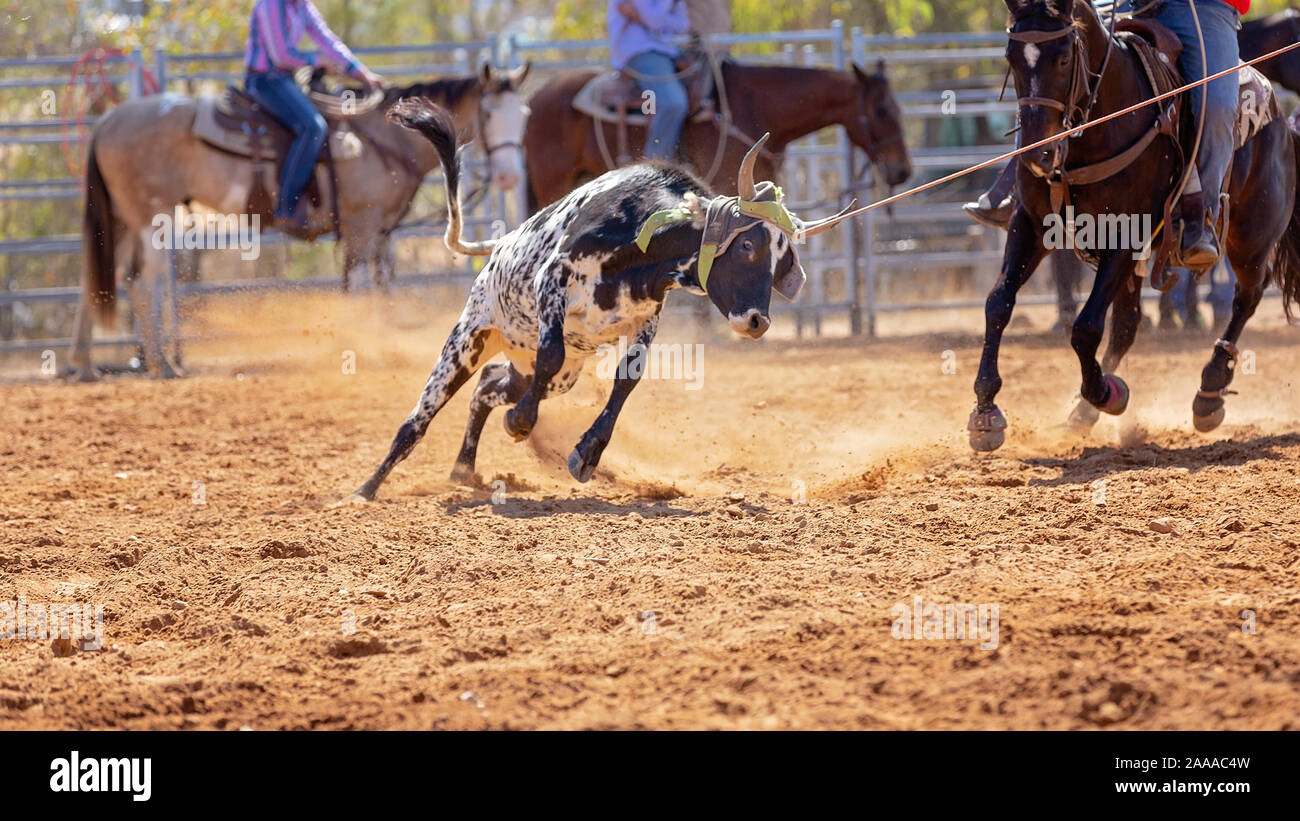 Calf being lassoed in a team calf roping event by cowboys at a country ...