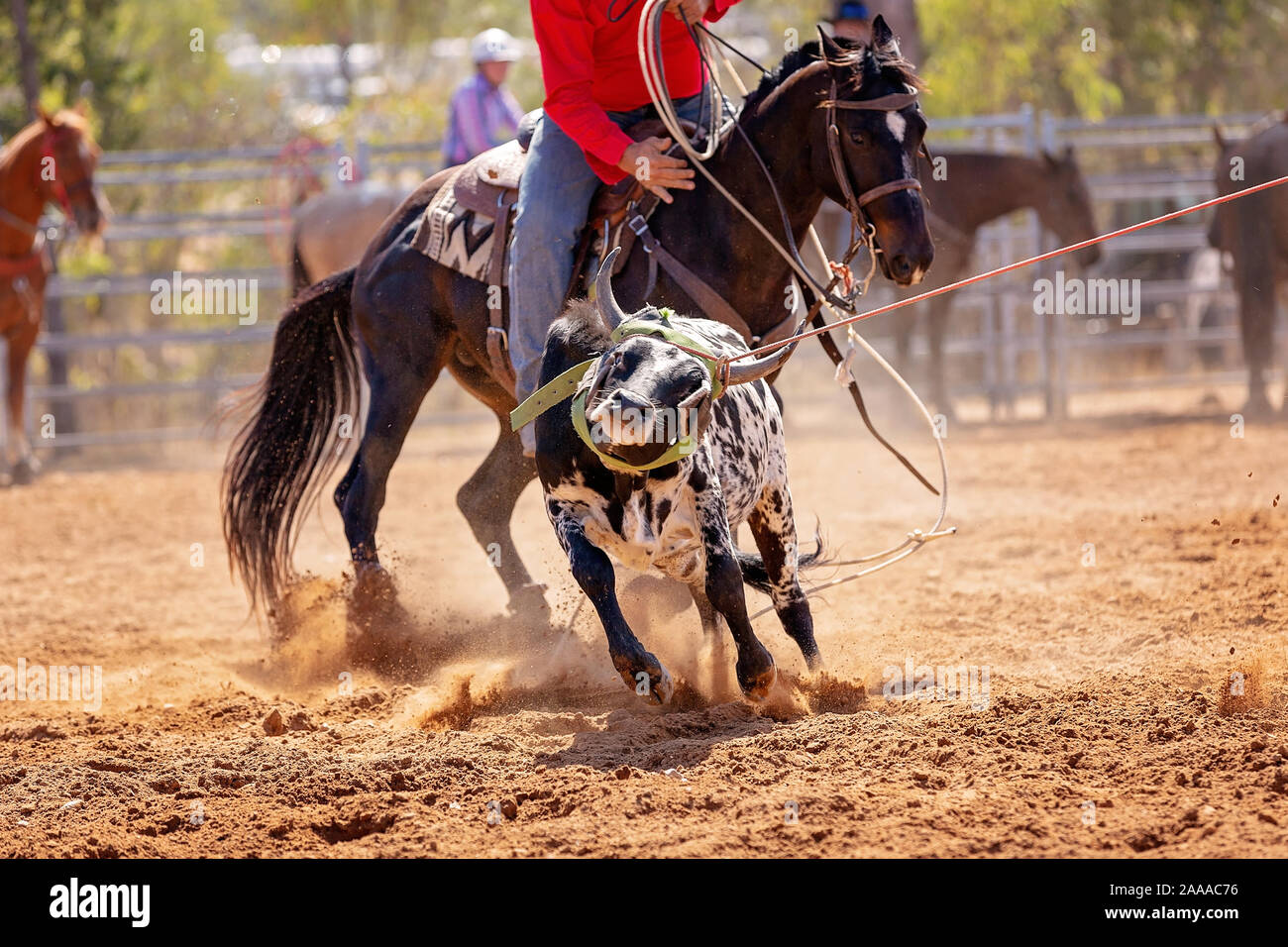 Calf being lassoed in a team calf roping event by cowboys at a country ...