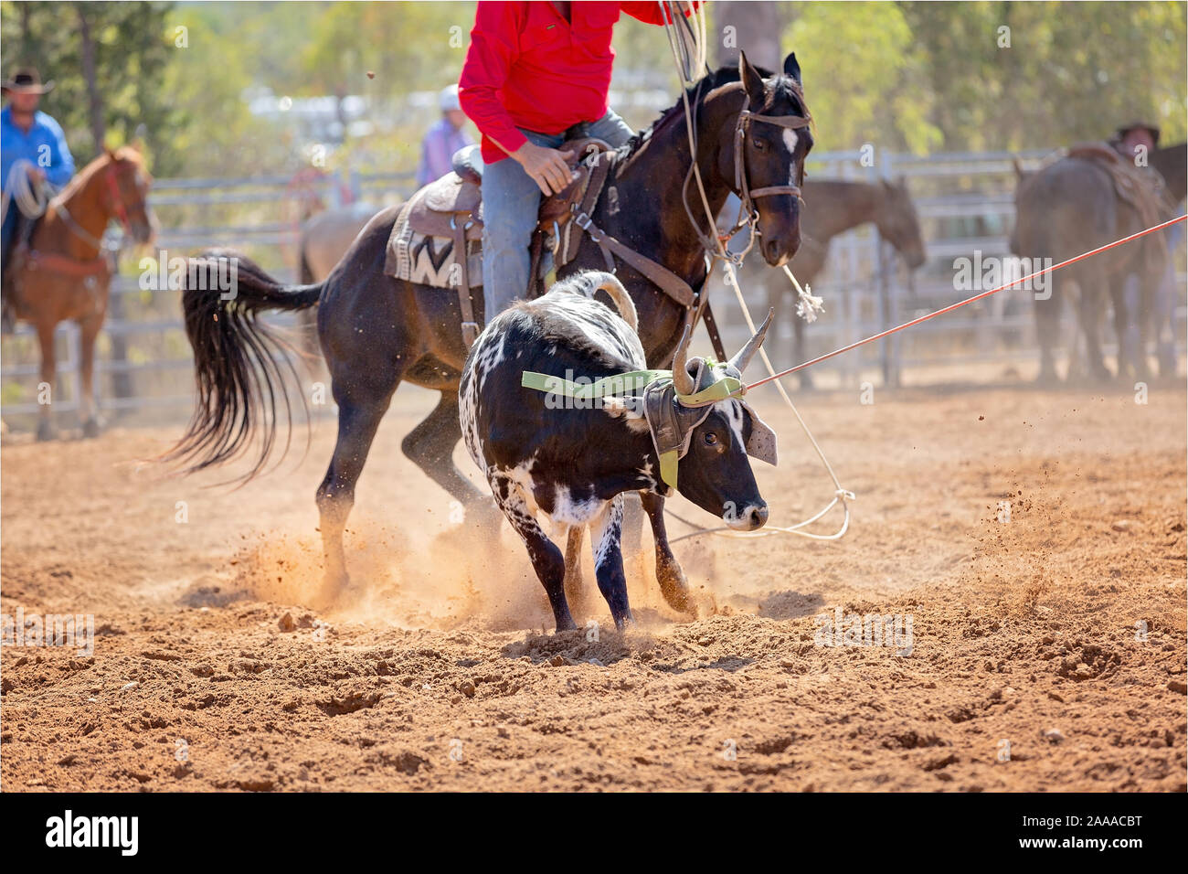 Calf being lassoed in a team calf roping event by cowboys at a country rodeo Stock Photo - Alamy