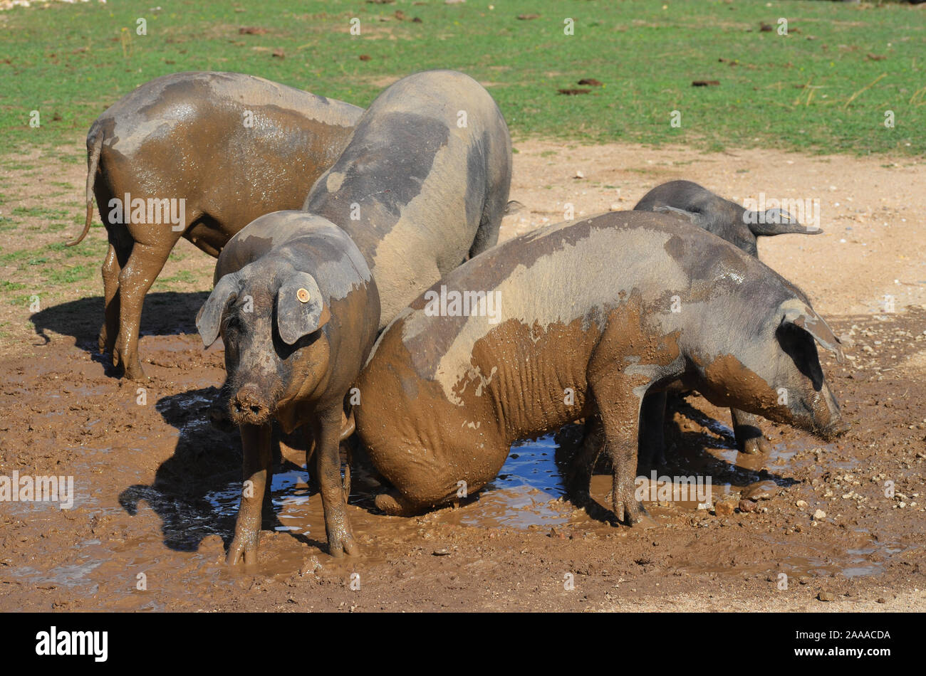 Domestic pigs in a wallow in Azuel (Cordoba province, Southern Spain ...