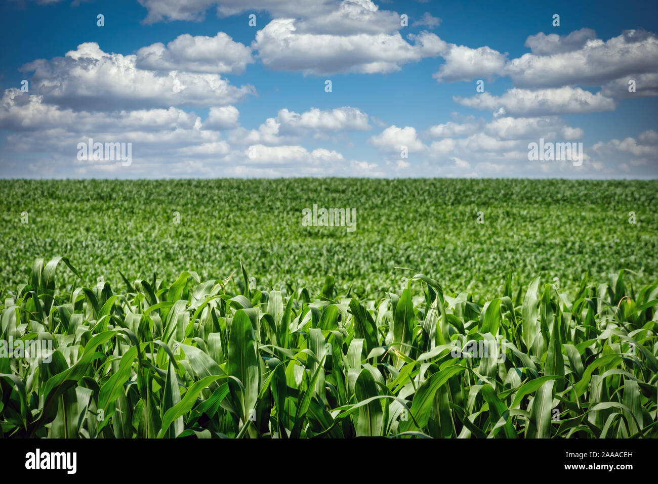 Midwestern farmer hi-res stock photography and images - Alamy