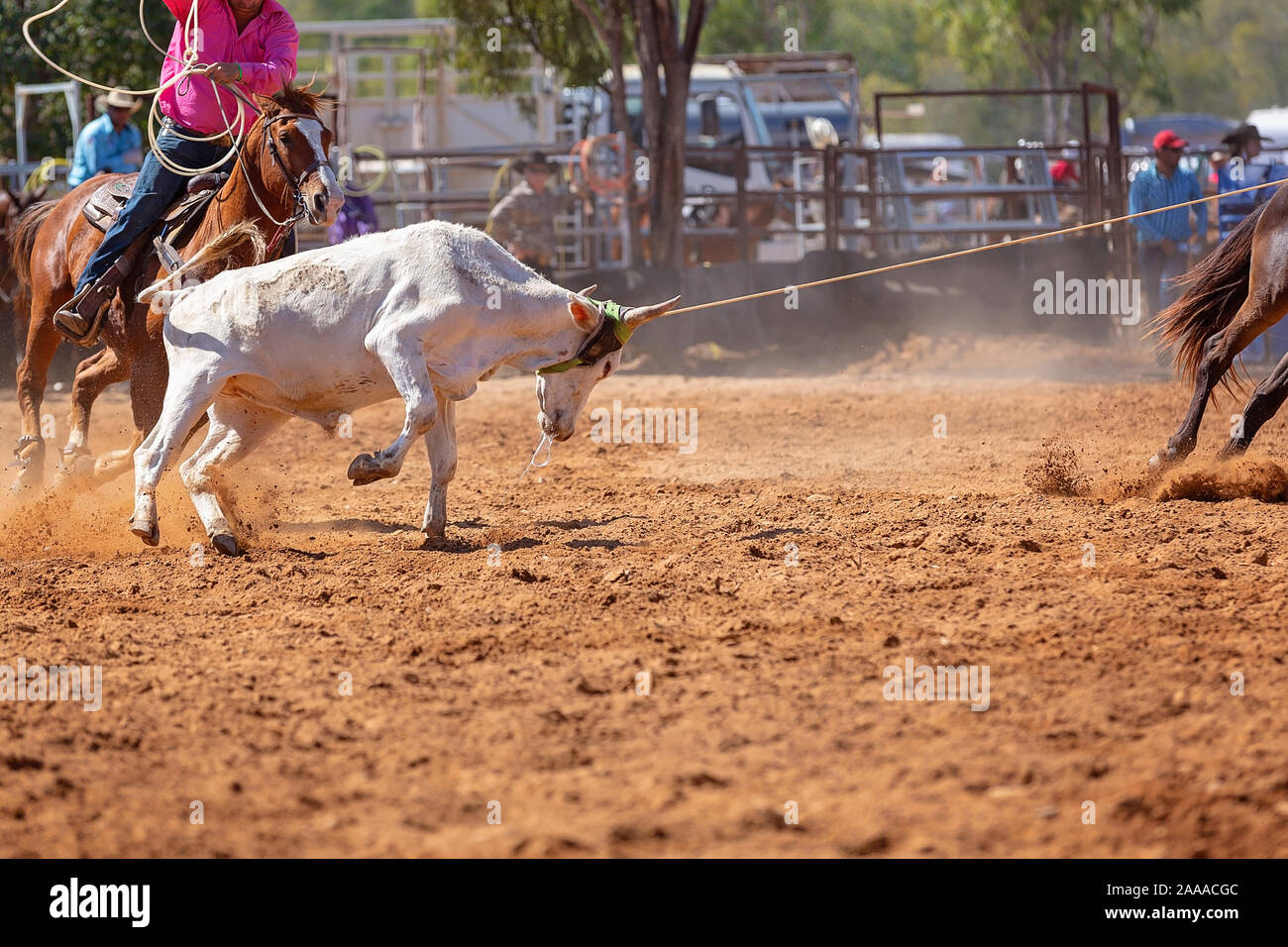 Calf being lassoed in a team calf roping event by cowboys at a country ...