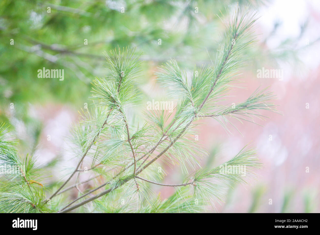 Diagonal leaf branches hi-res stock photography and images - Alamy