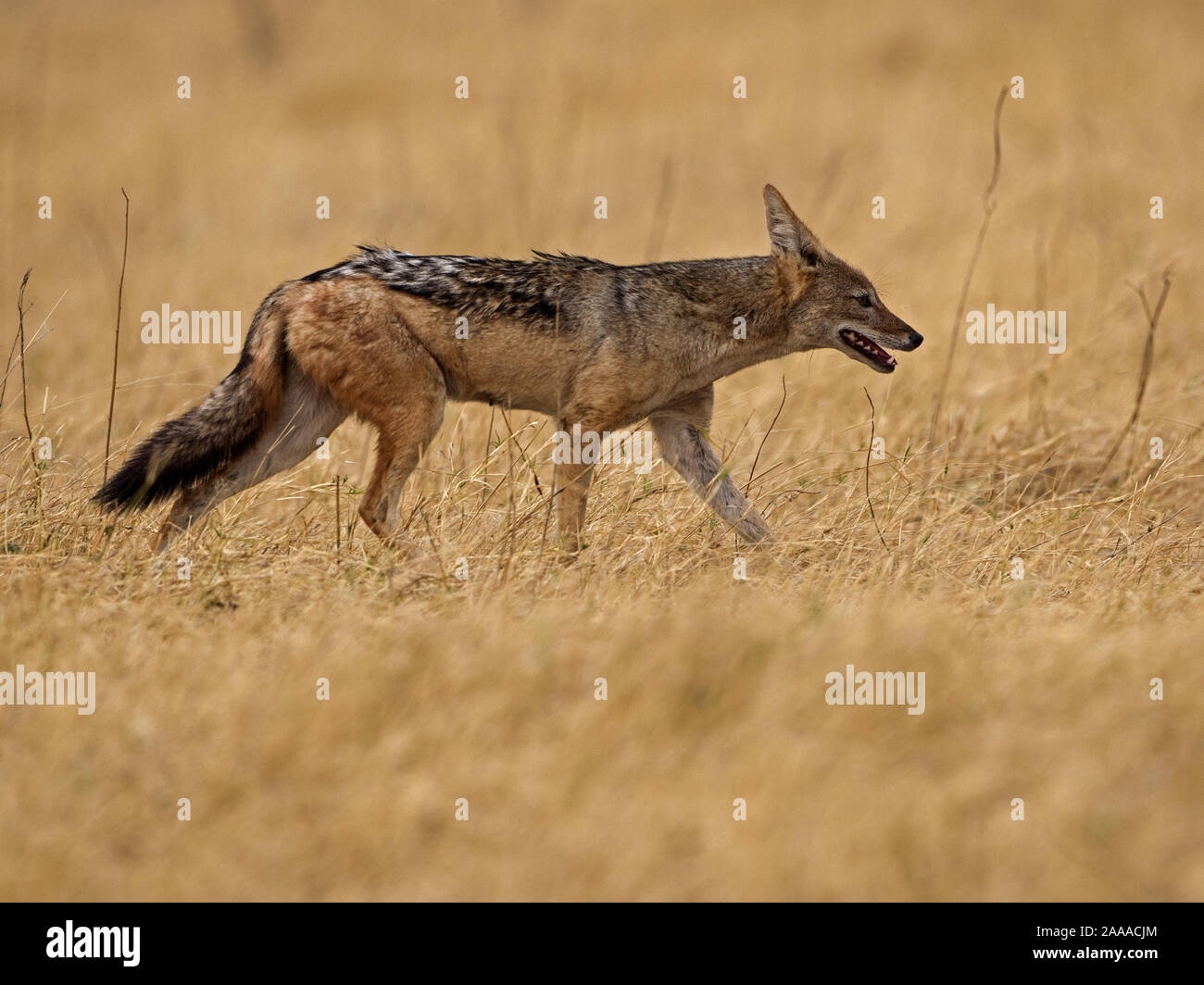 Black-backed jackal walking Stock Photo - Alamy