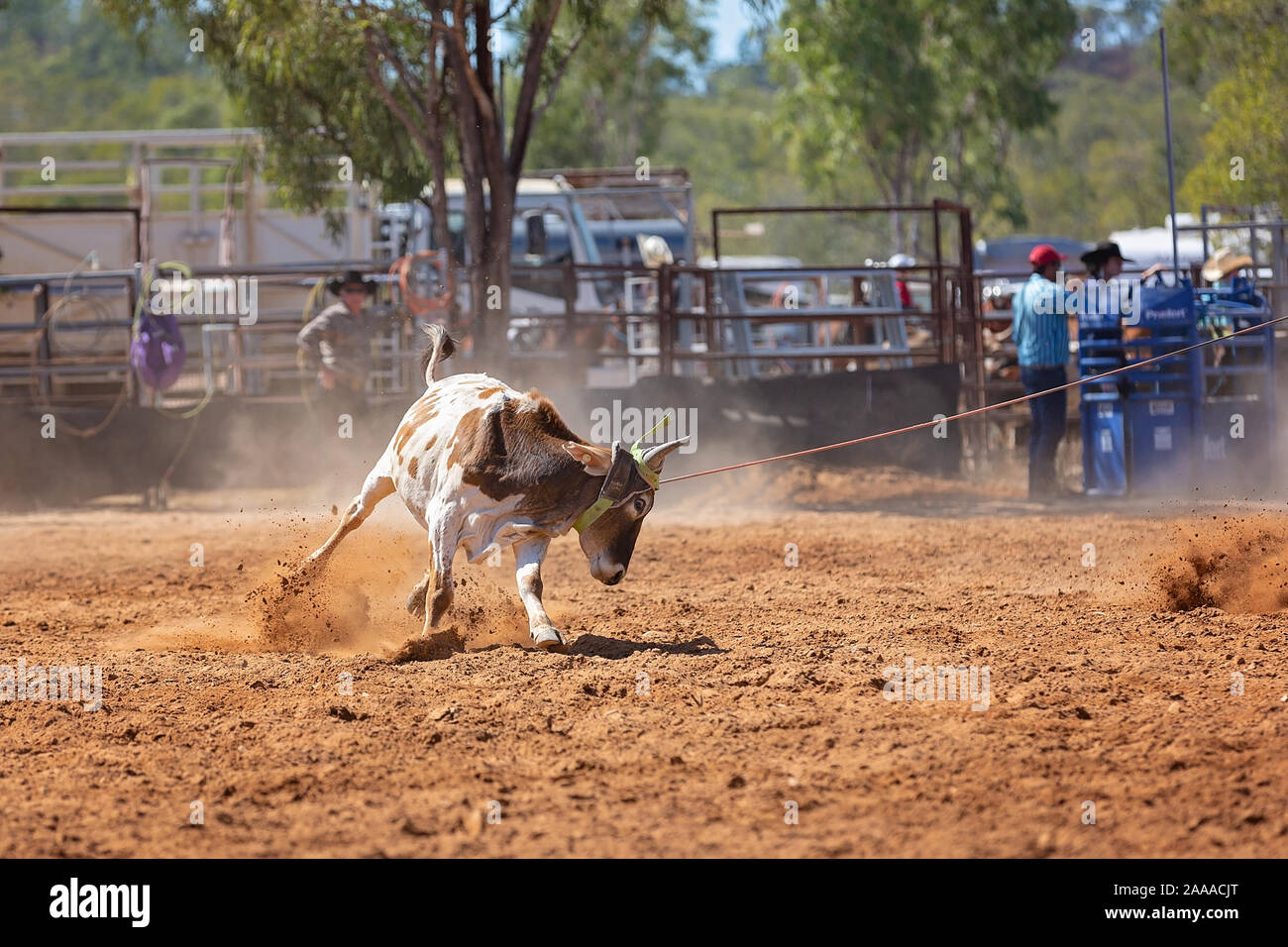 Calf being lassoed in a team calf roping event by cowboys at a country ...