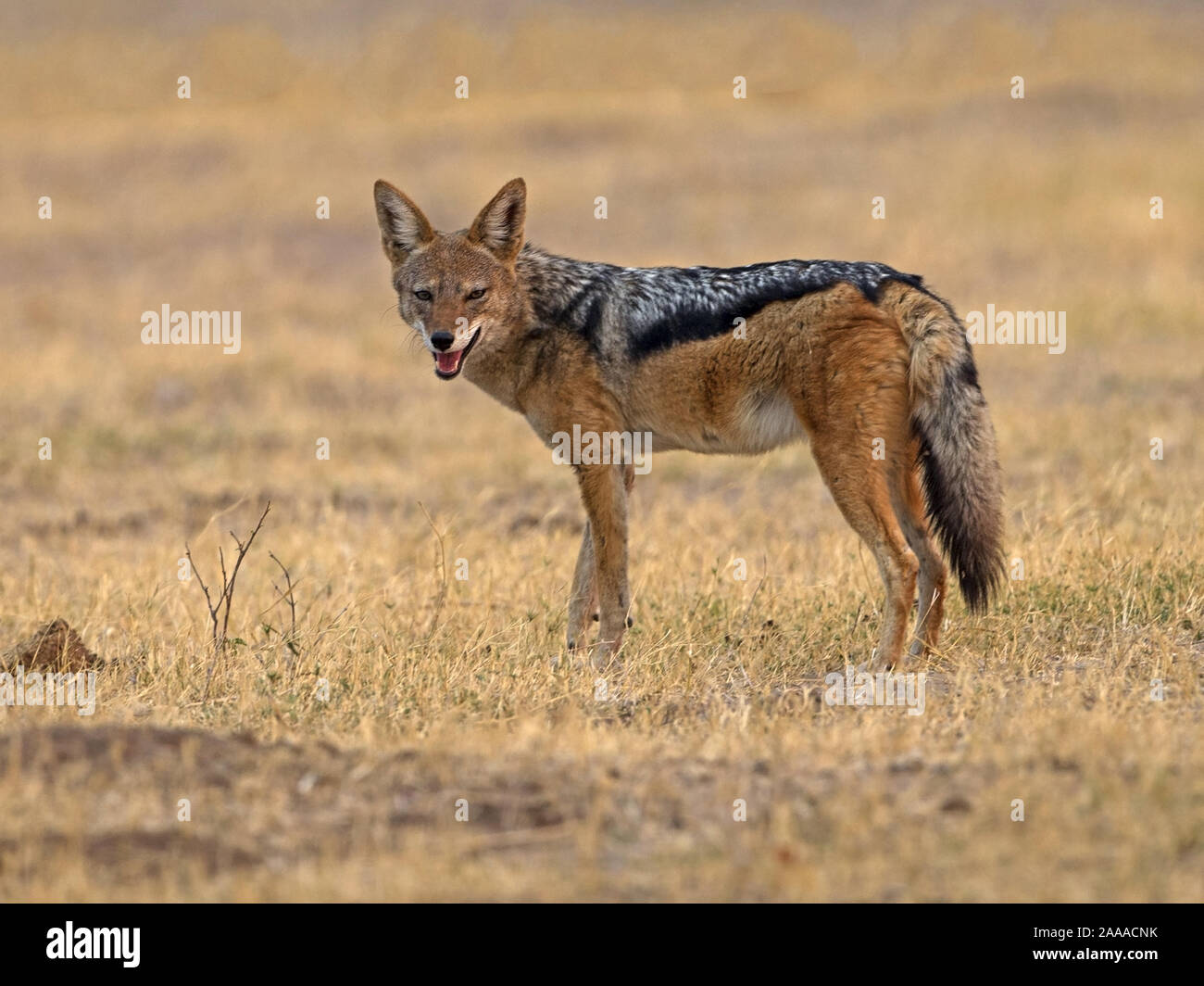 Black-backed jackal standing Stock Photo - Alamy
