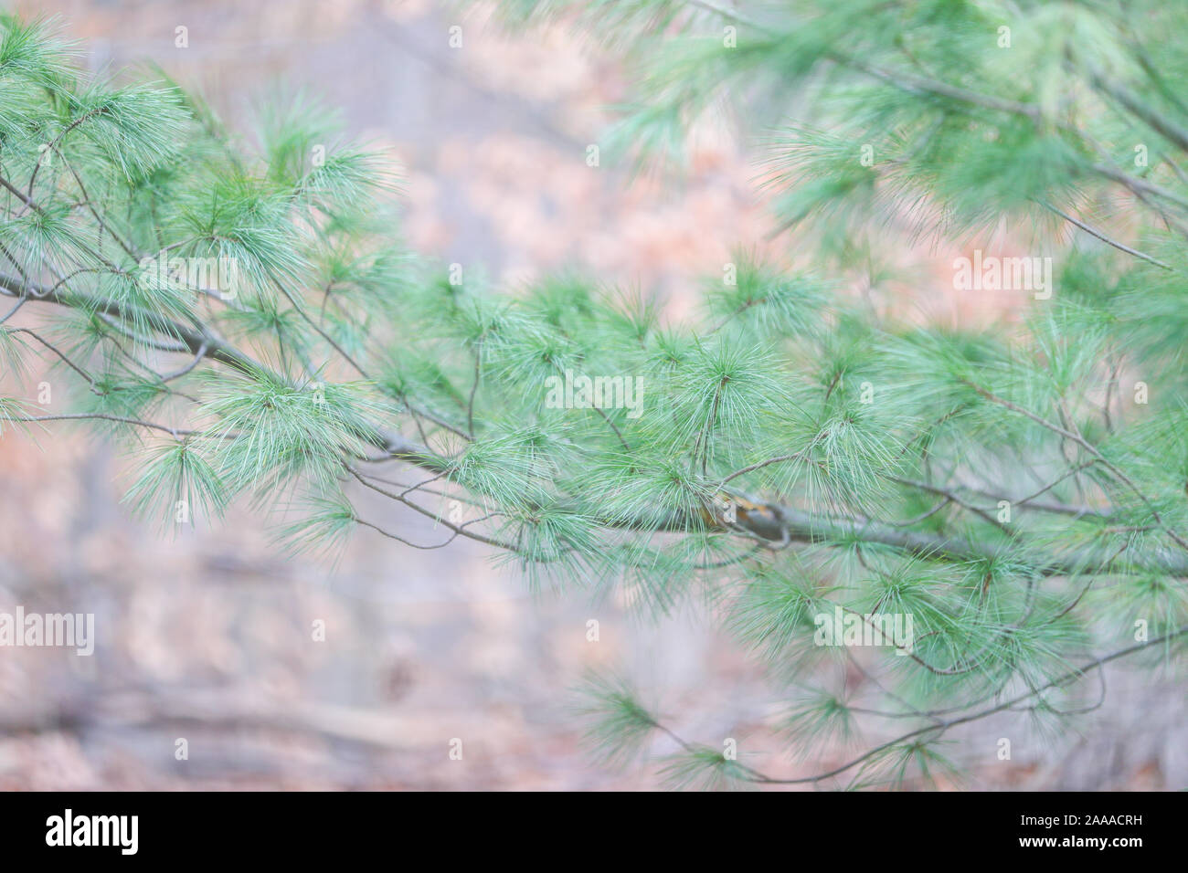 Diagonal leaf branches hi-res stock photography and images - Alamy