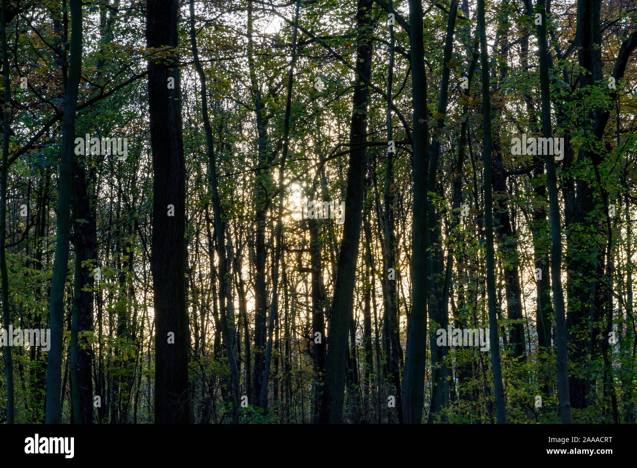 Sun through the trees in a park Stock Photo - Alamy