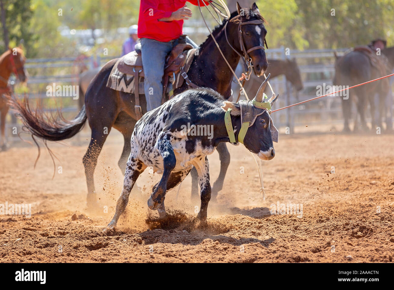 Calf being lassoed in a team calf roping event by cowboys at a country ...