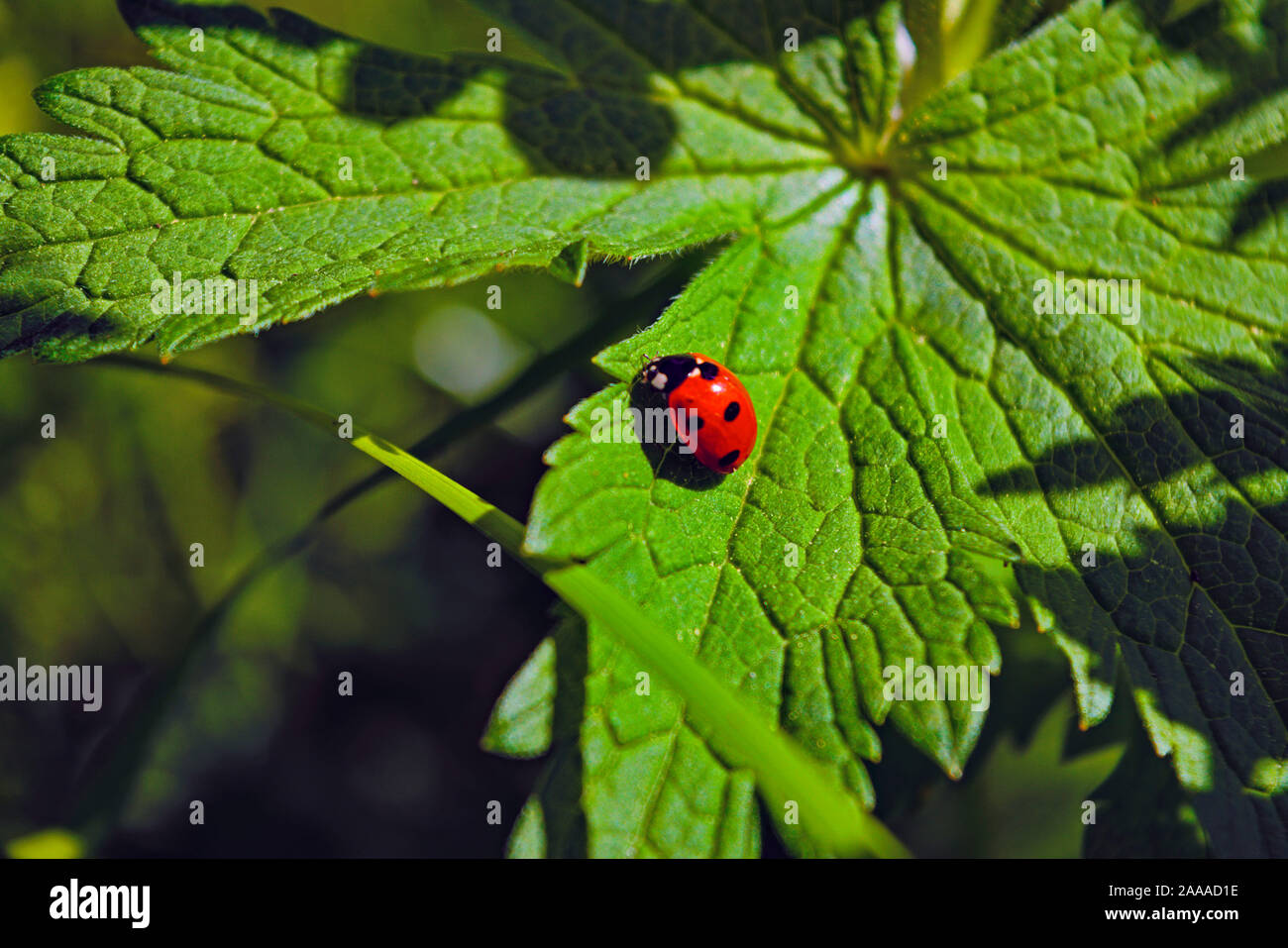 Ladybug running along on blade of green grass. Beautiful nature Stock ...