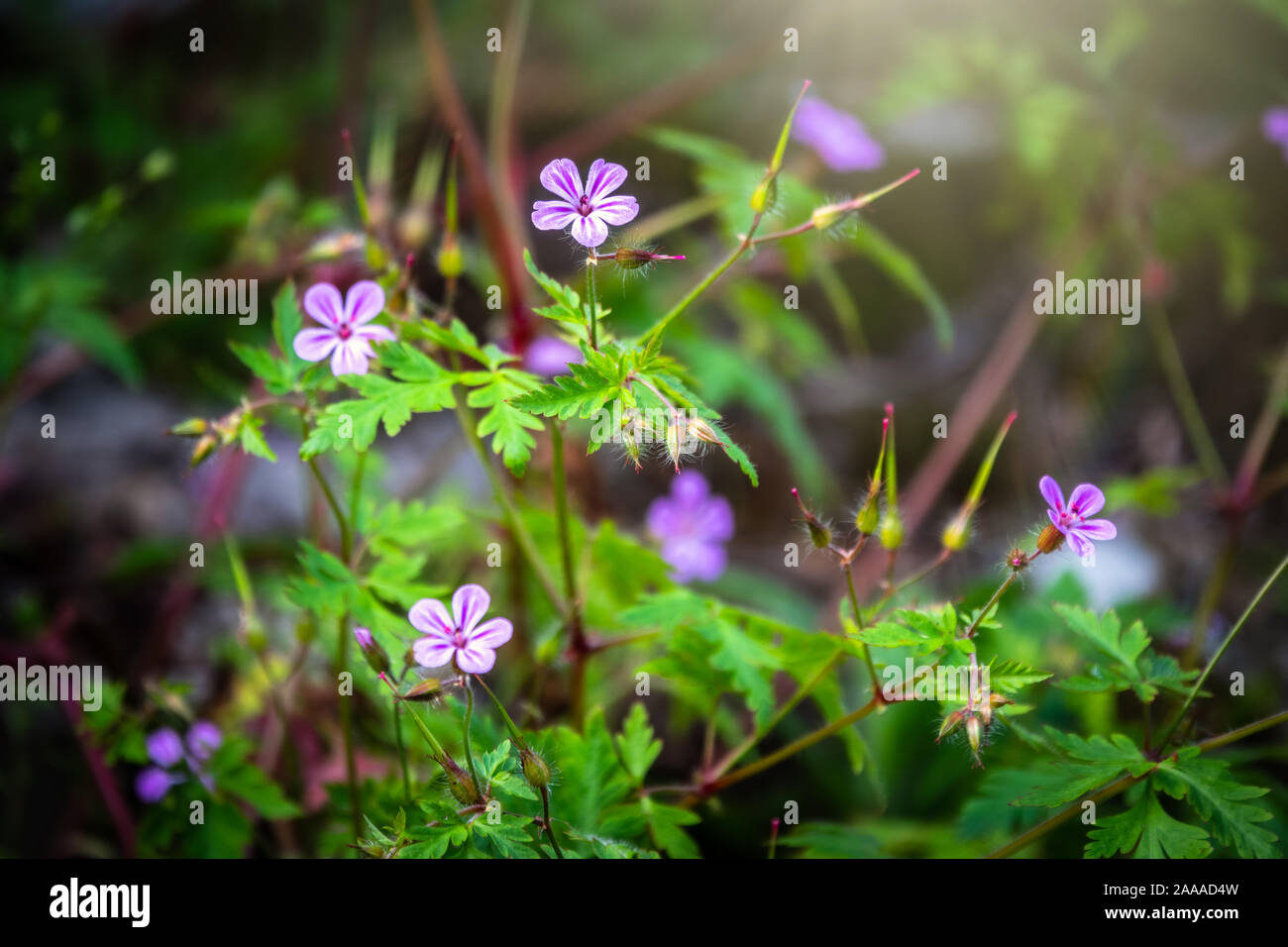 Beautiful purple wild forest flower. Geranium robertianum, or herb ...