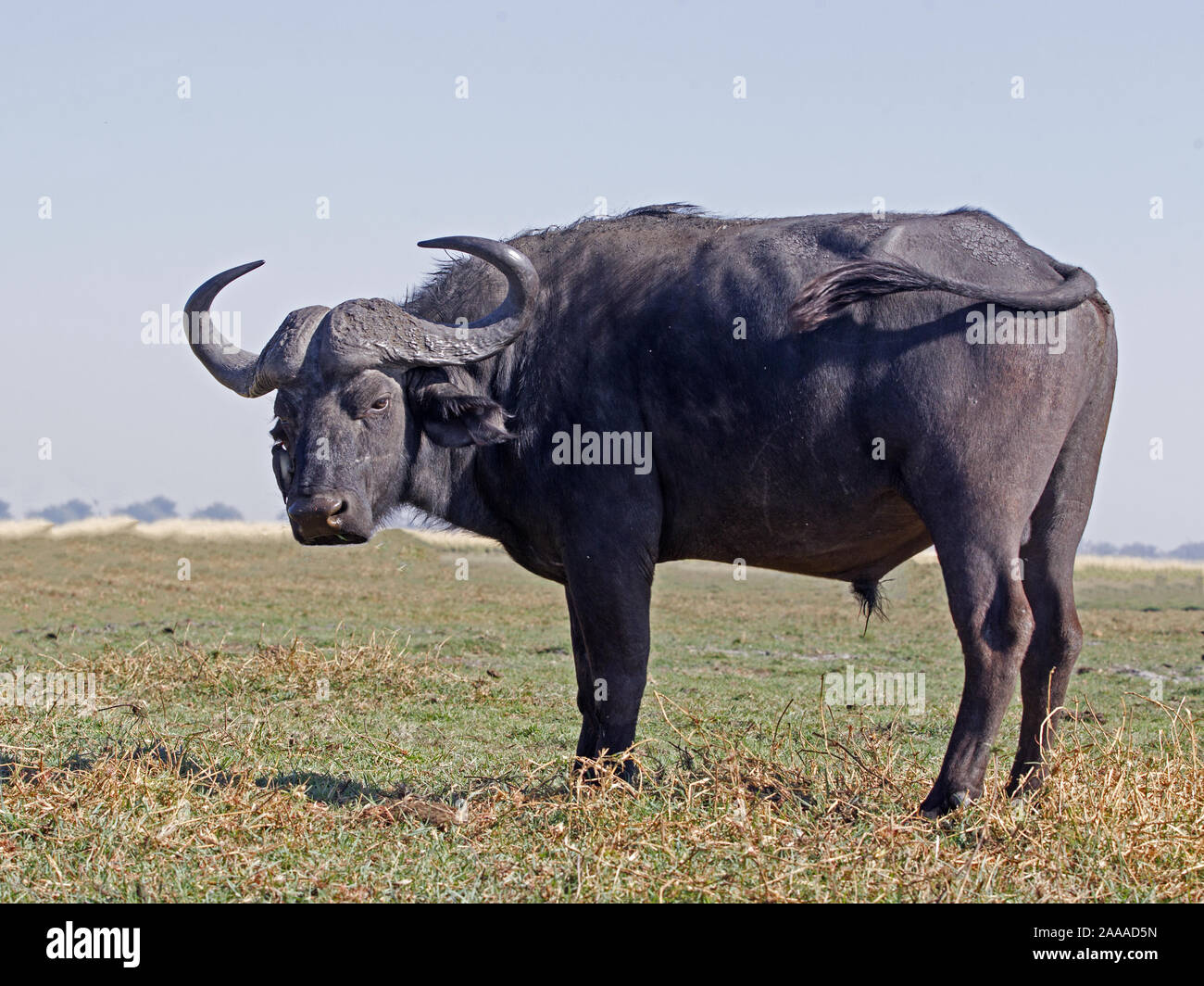 Male Cape buffalo standing Stock Photo - Alamy