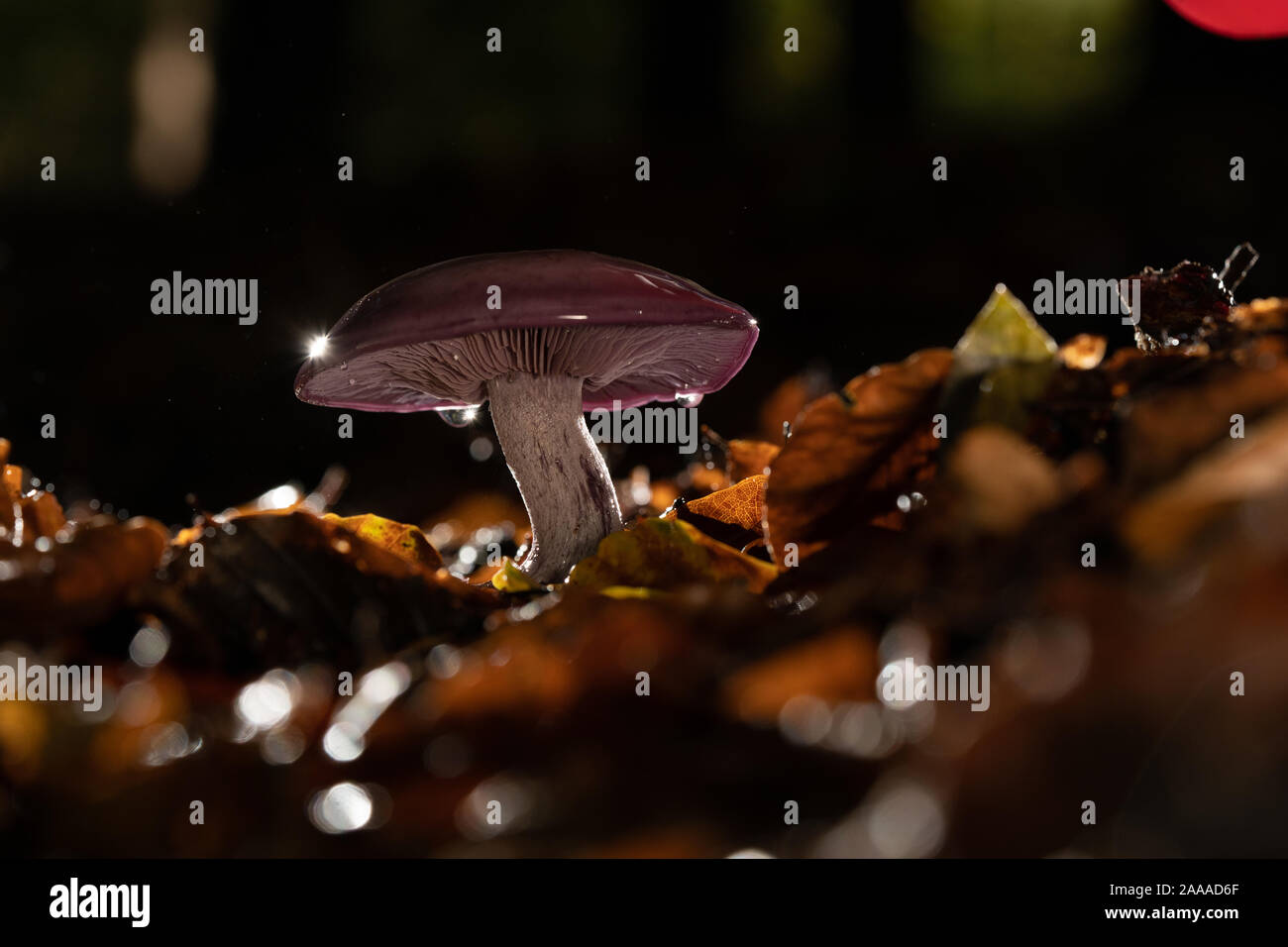 Pastel-toned and edible with a magical twist. Wood blewit has a blue to ...