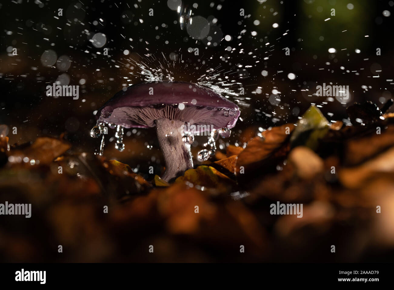 Pastel-toned and edible with a magical twist. Wood blewit has a blue to ...