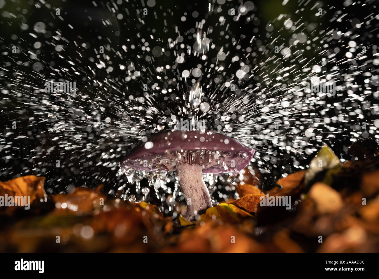 Pale pink fungi hi-res stock photography and images - Alamy