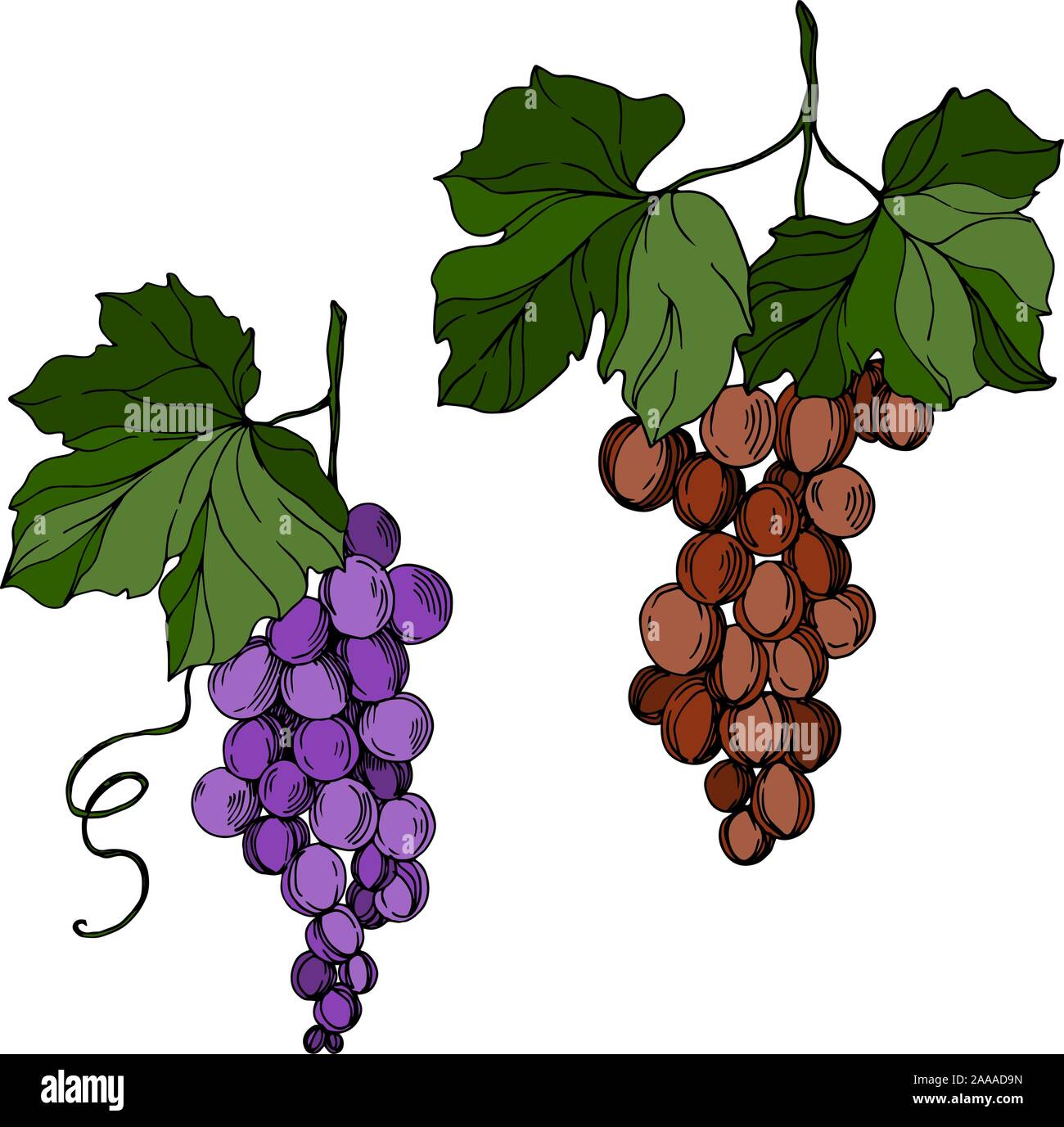 Autumn grape liana red Stock Vector Images - Alamy