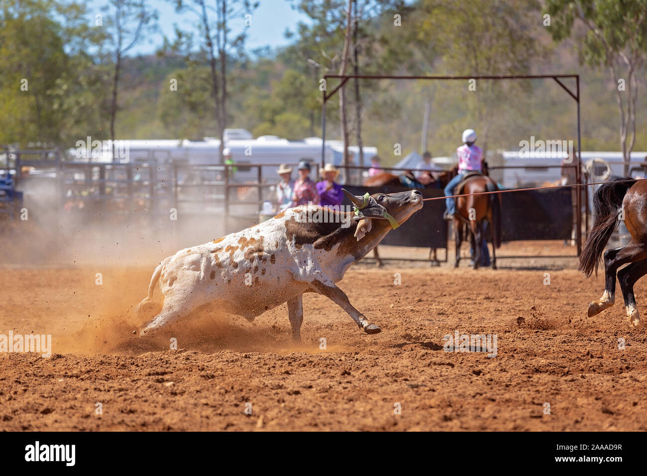 Calf being lassoed in a team calf roping event by cowboys at a country ...