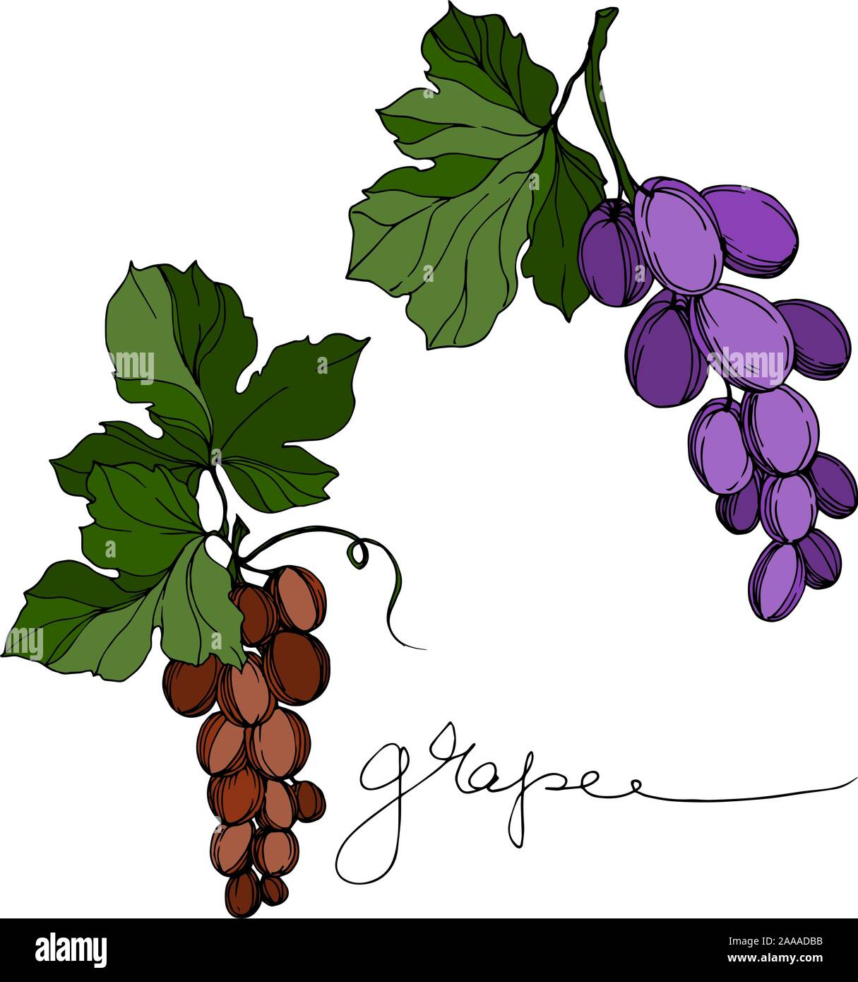 Autumn grape liana red Stock Vector Images - Alamy