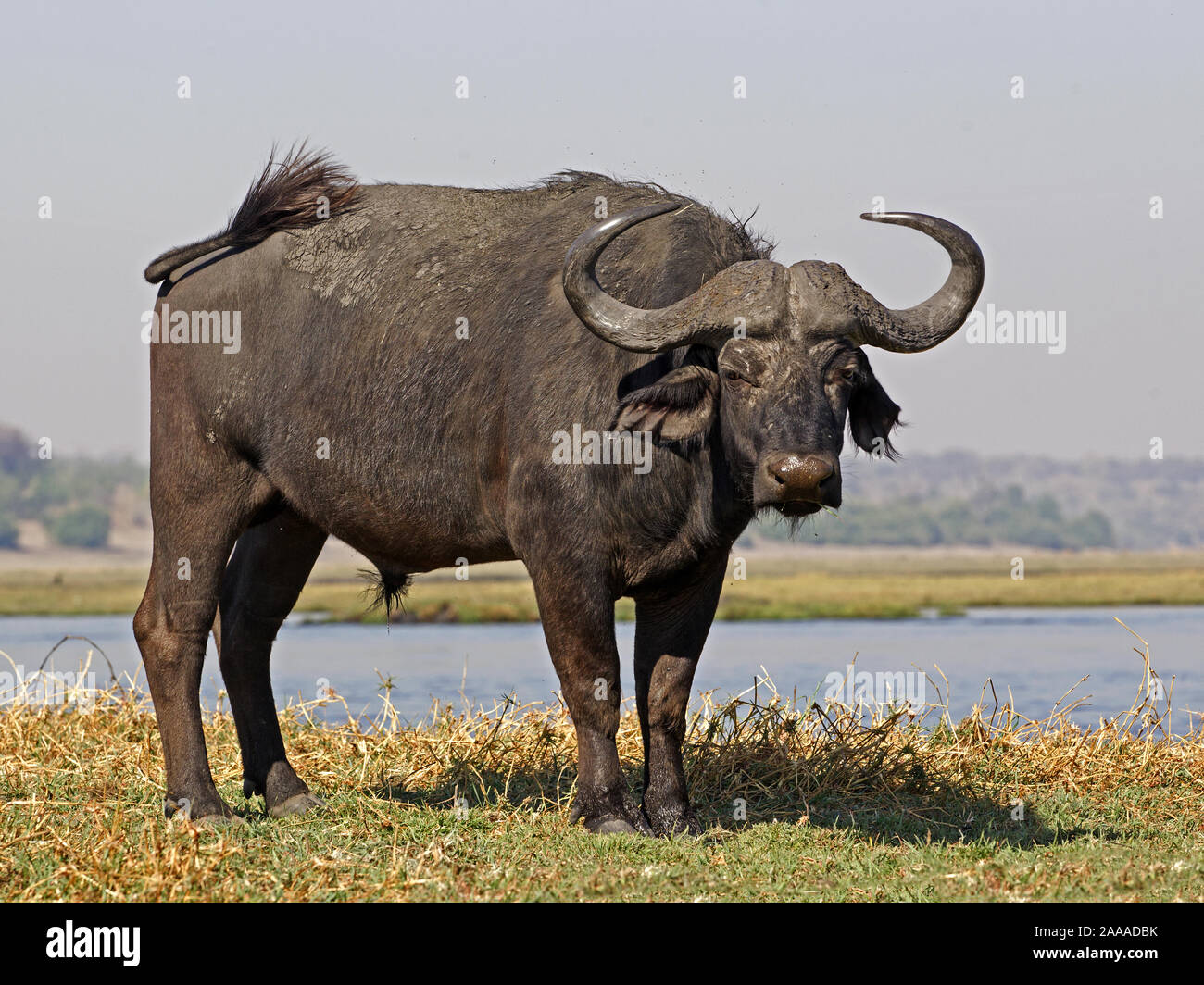 Male Cape buffalo standing Stock Photo - Alamy