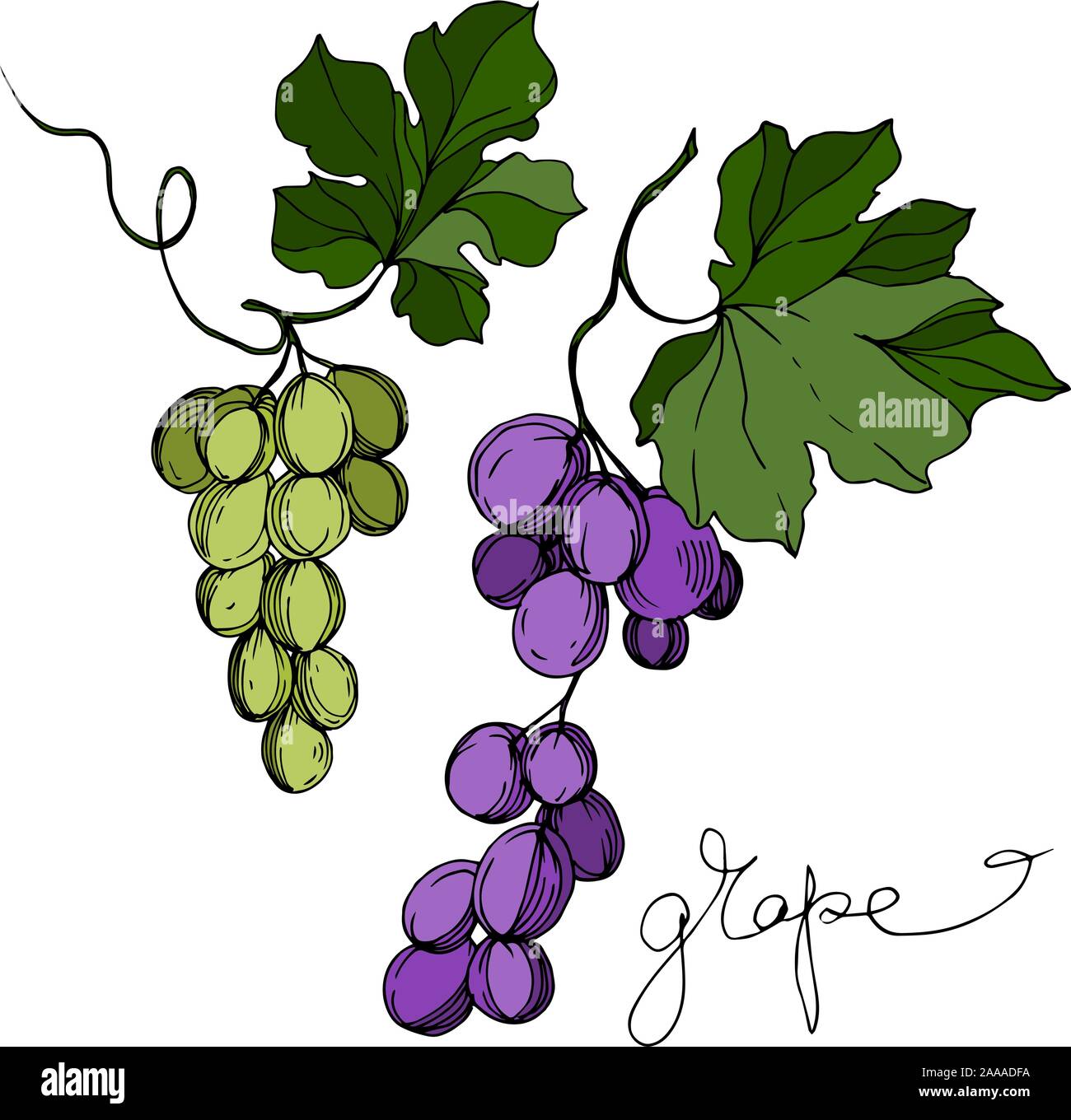 Vector Grape berry healthy food. Black and white engraved ink art ...
