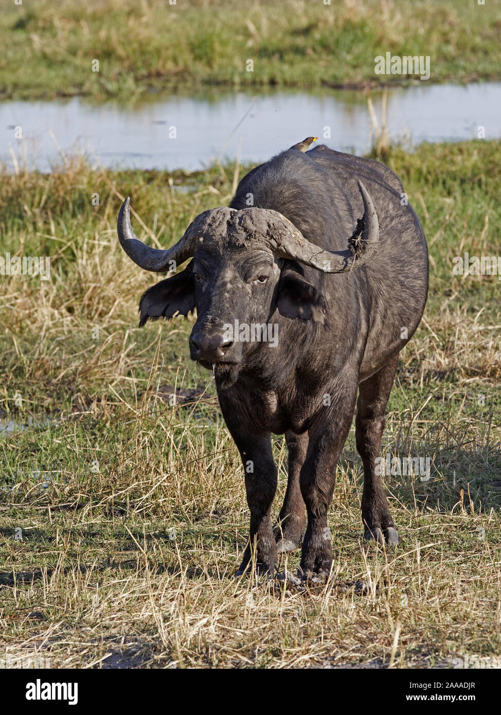 Male Cape buffalo standing Stock Photo - Alamy
