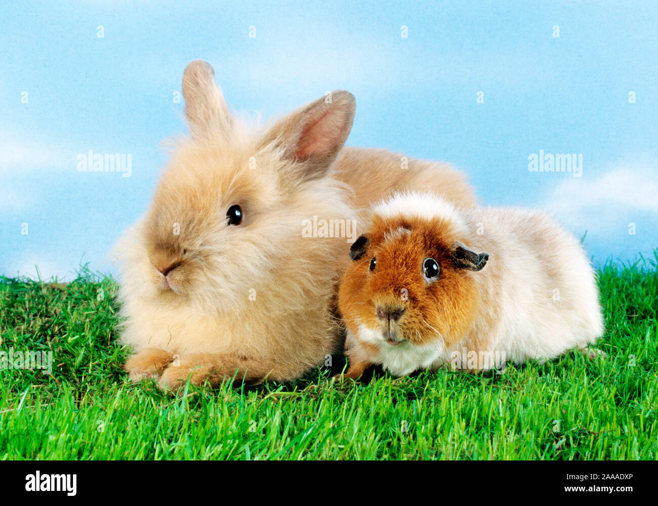 Angora guinea pig hi-res stock photography and images - Alamy