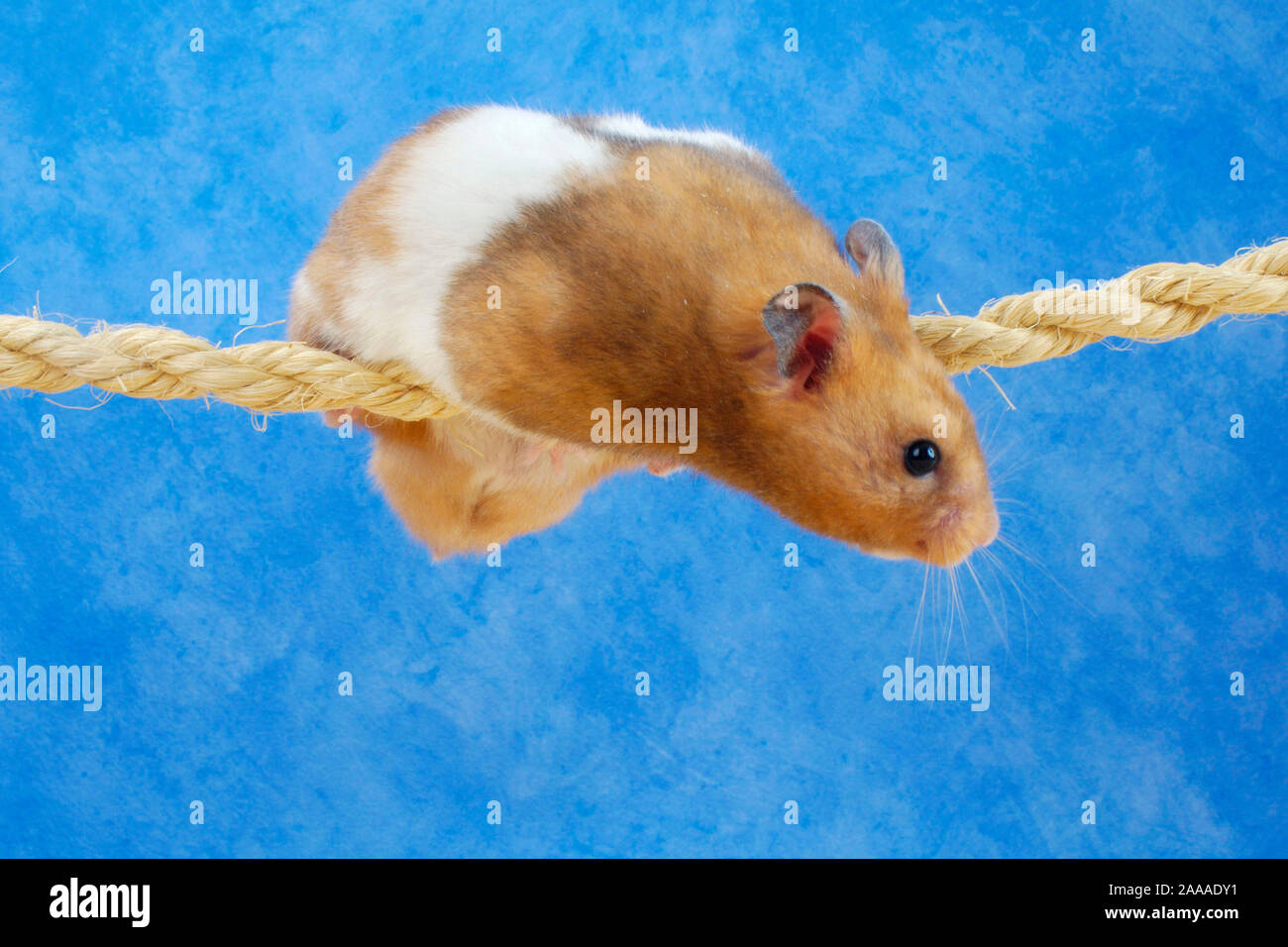 Golden Hamster climbing on rope / (Mesocricetus auratus) / Goldhamster ...