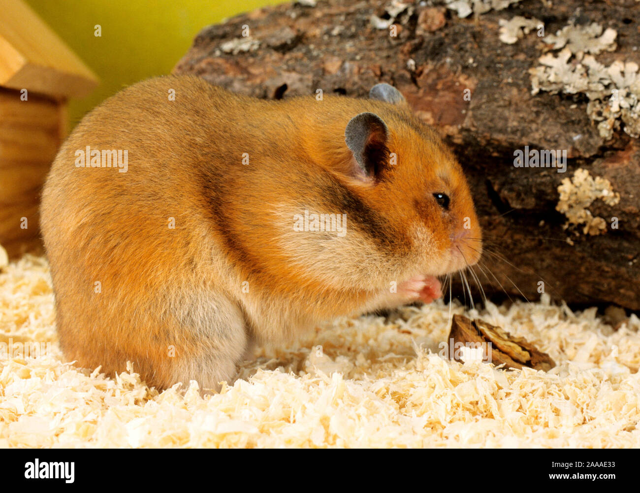 Goldhamster - Golden Hamster Stock Photo - Alamy