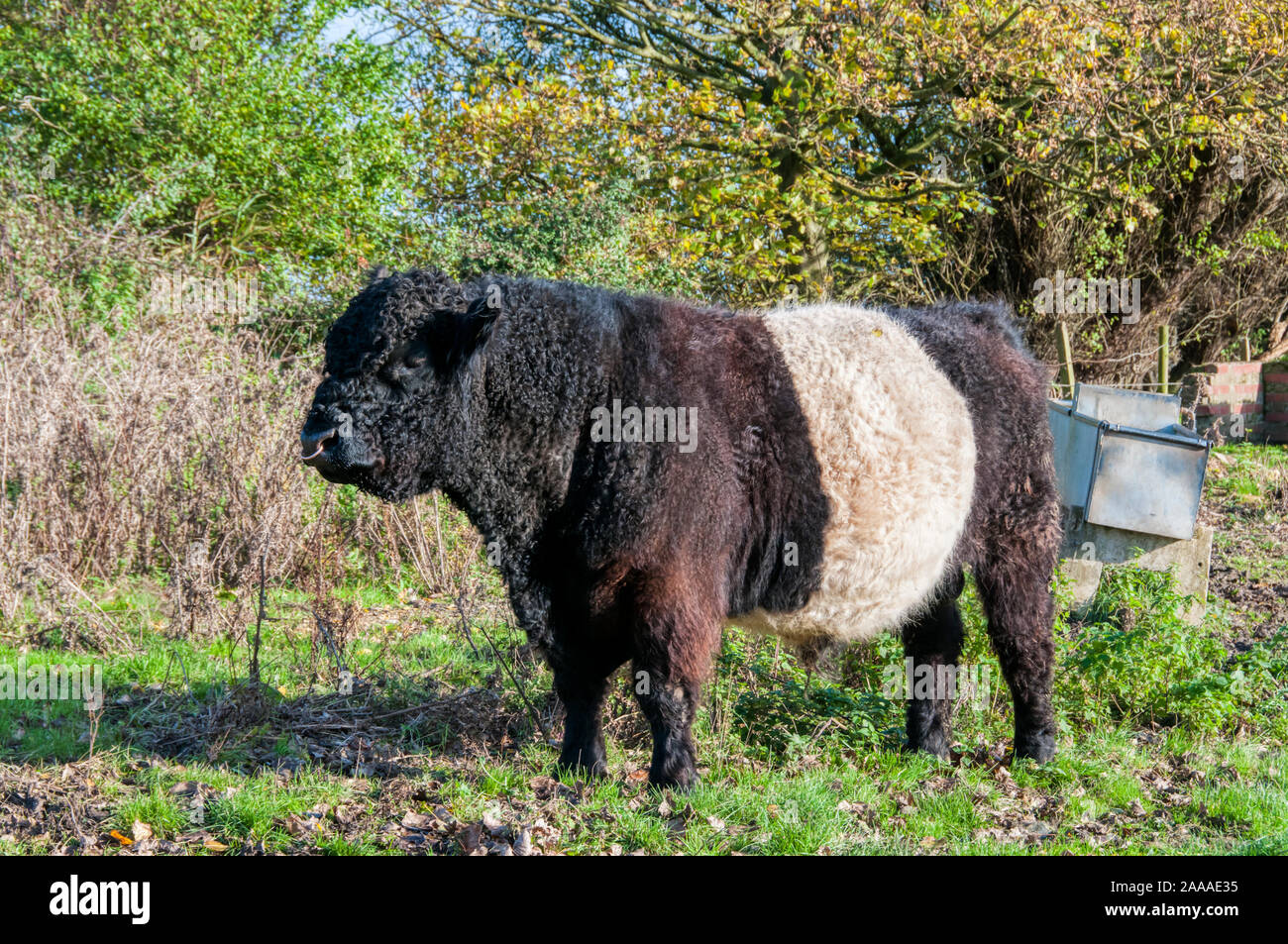 Bull with ring in nose hi-res stock photography and images - Alamy
