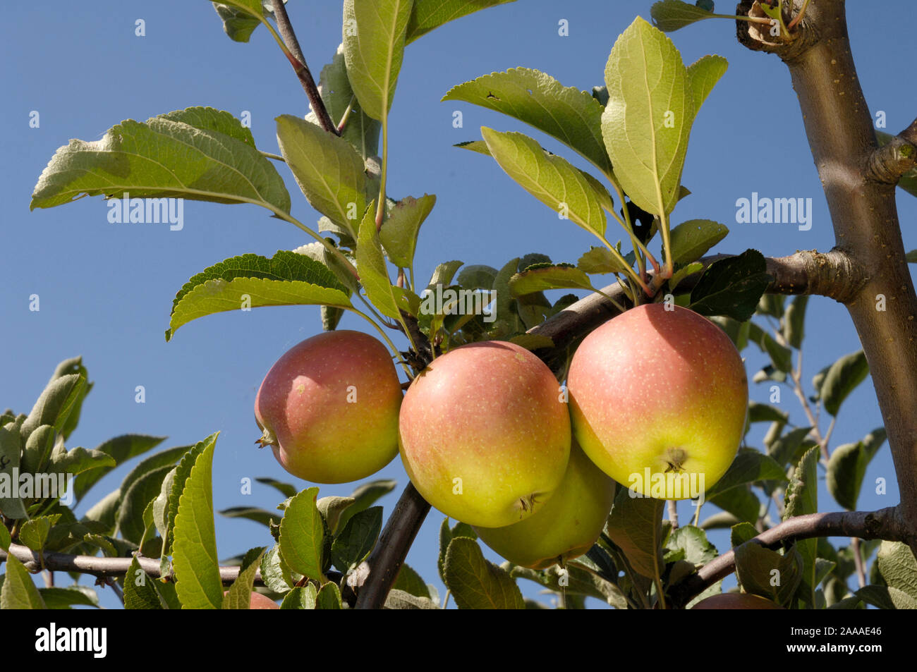 Apples on tree, Bavaria, Germany / Aepfel am Baum, Bayern, Deutschland ...