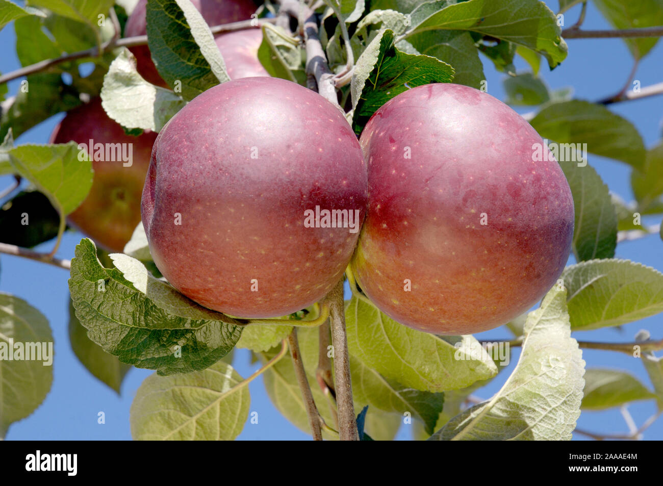 Apples on tree, Bavaria, Germany / Aepfel am Baum, Bayern, Deutschland ...