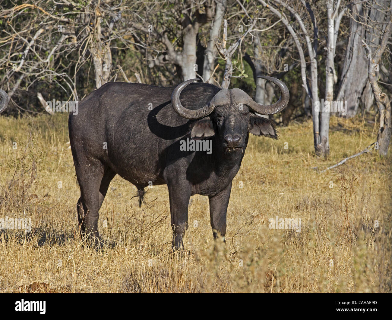 Male Cape buffalo standing Stock Photo - Alamy