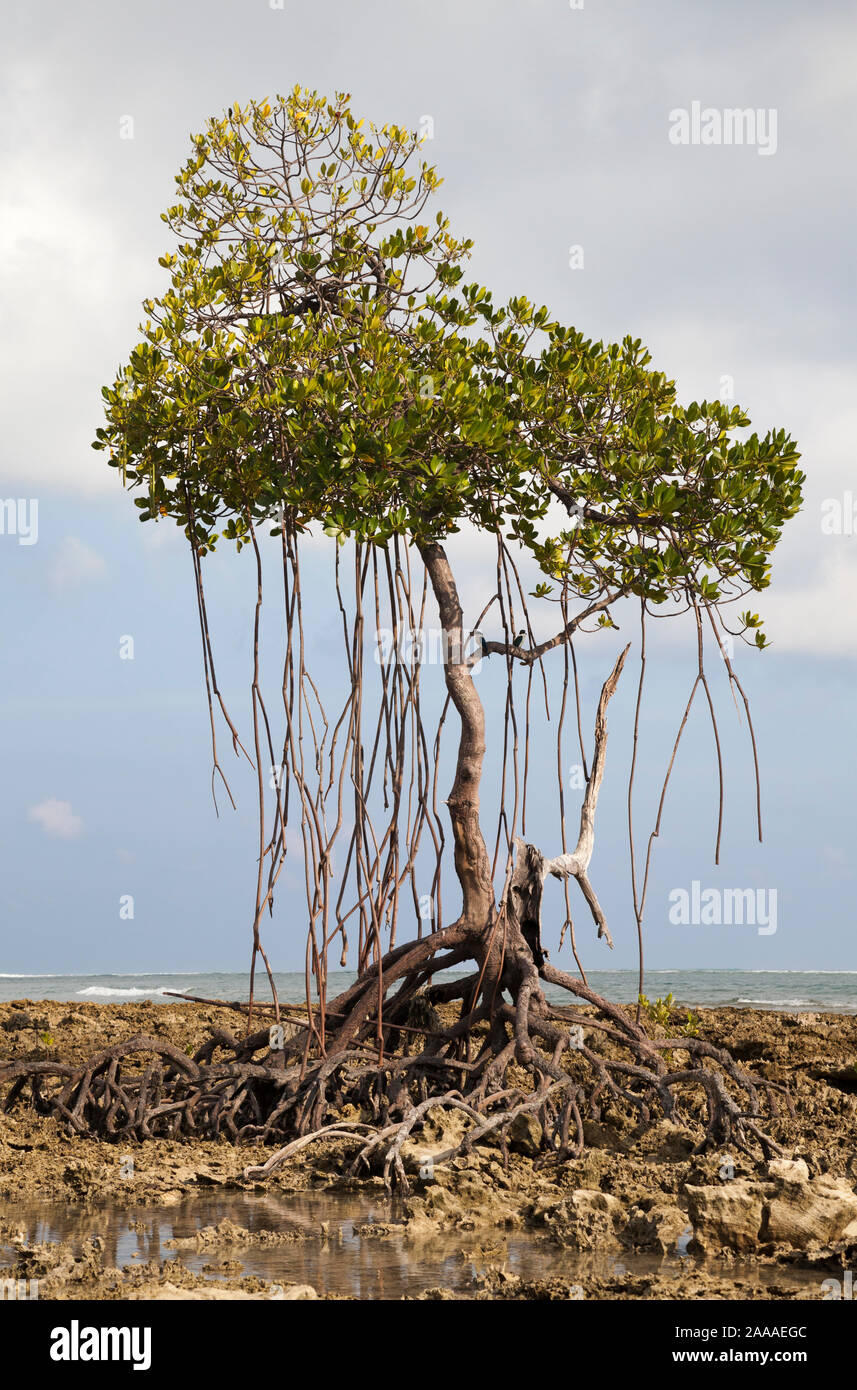 Indian mangrove hi-res stock photography and images - Alamy