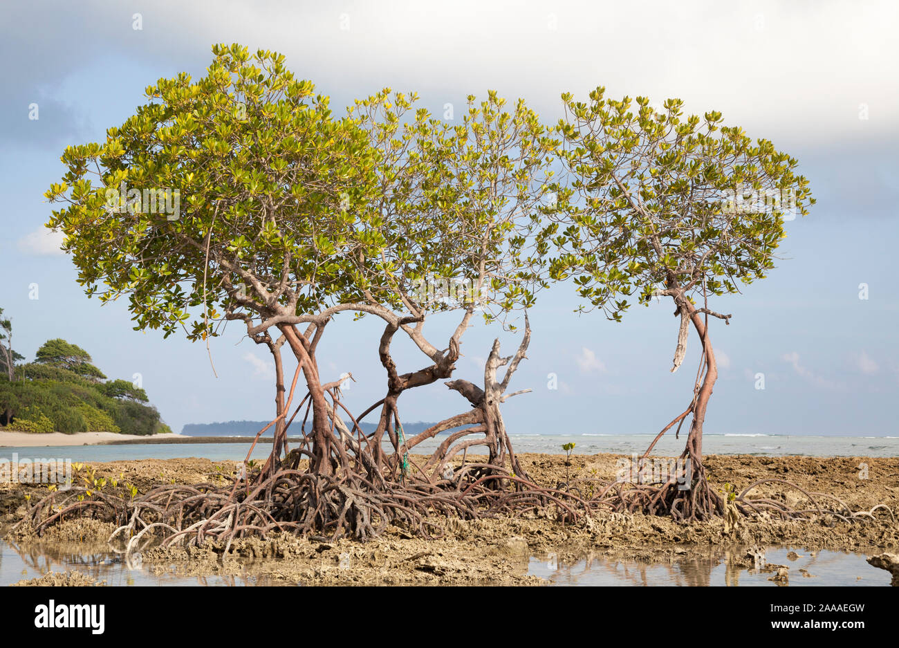 Young Mangrove trees growing on the Andaman Islands, Indian Ocean Stock ...