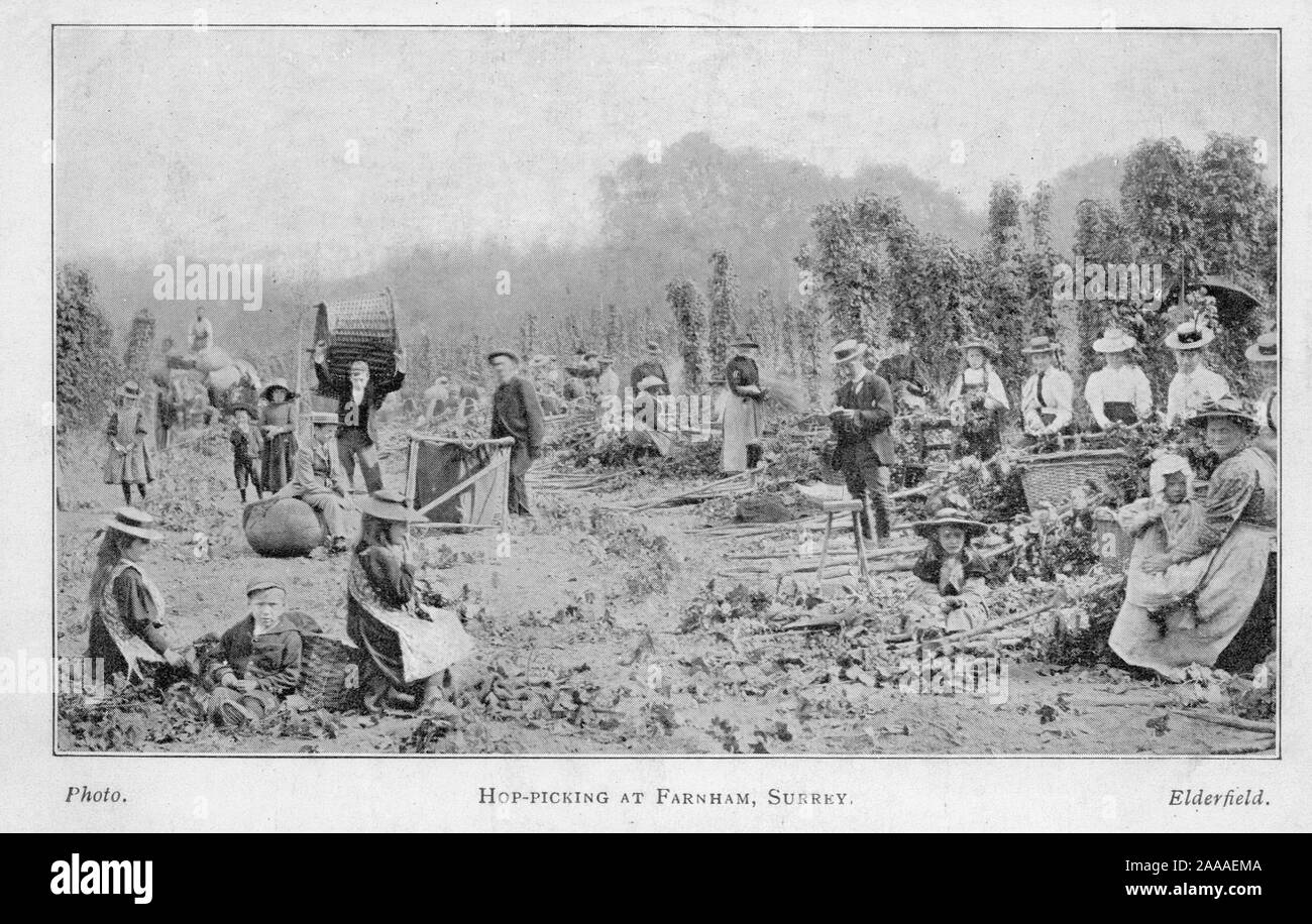Hop Picking at Farnham Surrey England, old postcard Stock Photo - Alamy