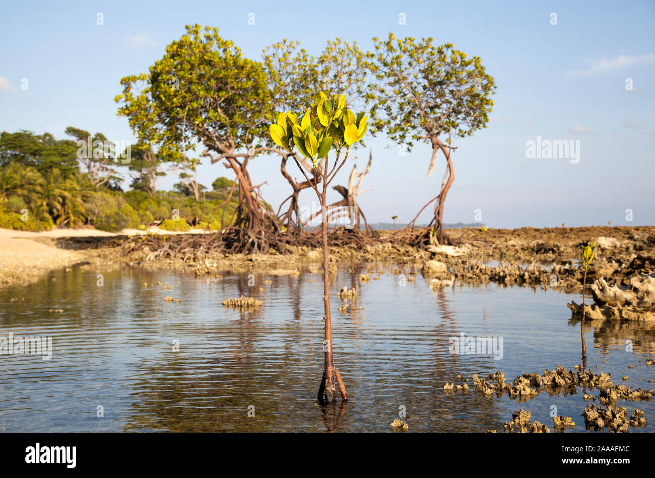 Young Mangrove trees growing on the Andaman Islands, Indian Ocean Stock ...