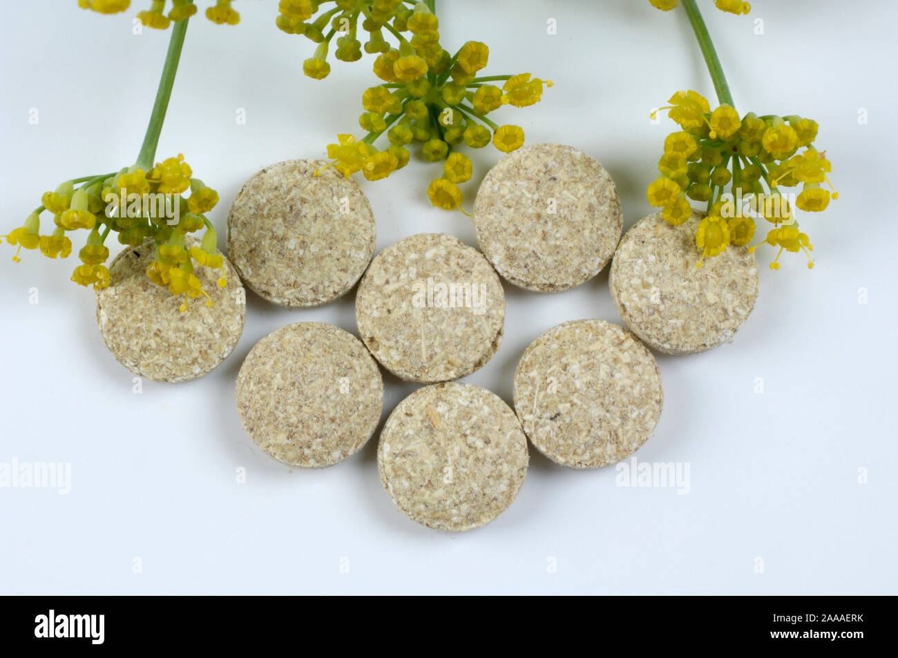 Fennel pill, cut out, object / (Foeniculum vulgare) | Gemeiner Fenchel ...