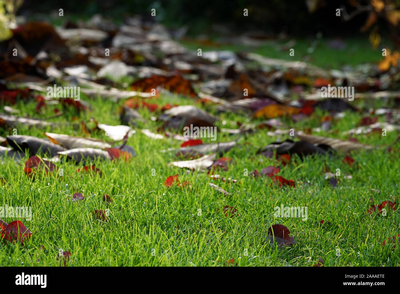 autumn landscape - fallen, withered leaves on the garden lawn Stock ...