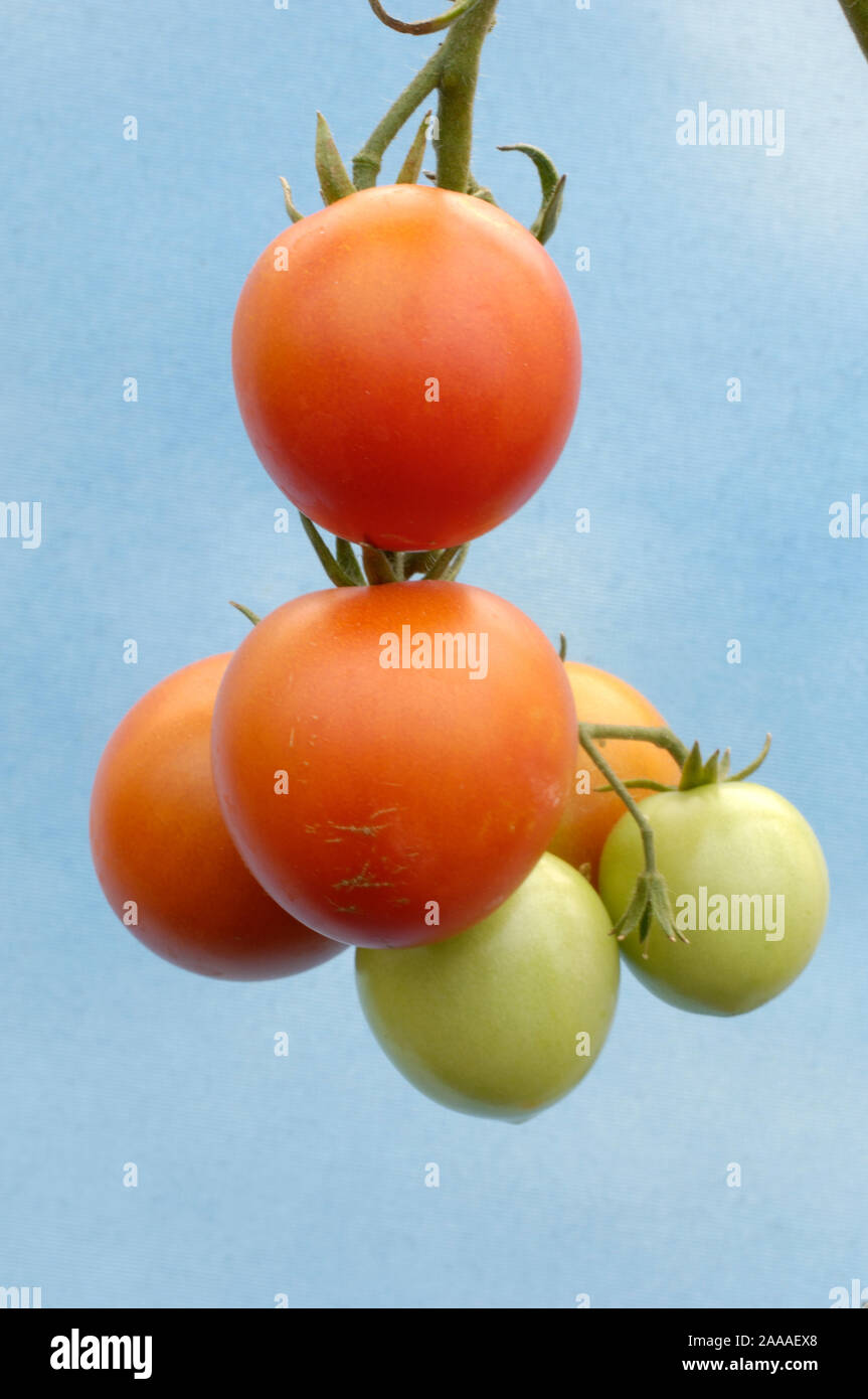 Campari tomato hi-res stock photography and images - Alamy
